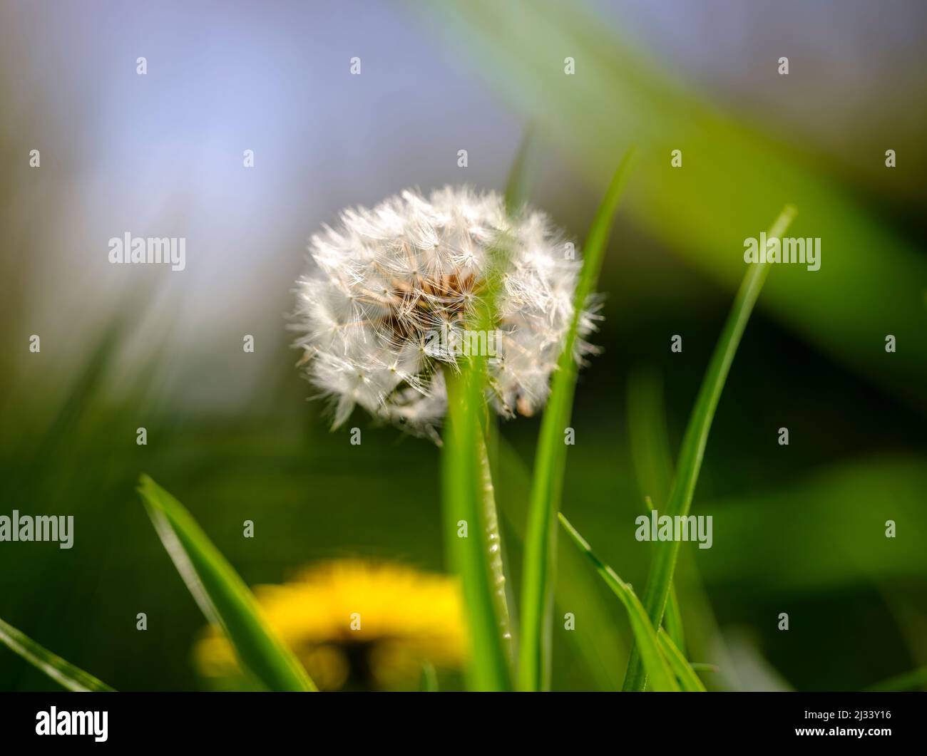 Dandelion clock in spring hi-res stock photography and images - Alamy