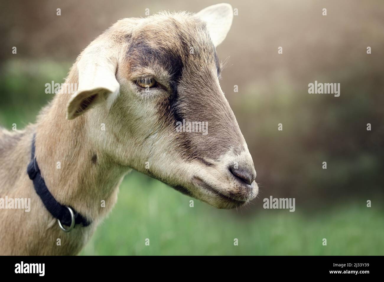 Detailed portrait of a goat's head in close-up in a beautiful blurred ...