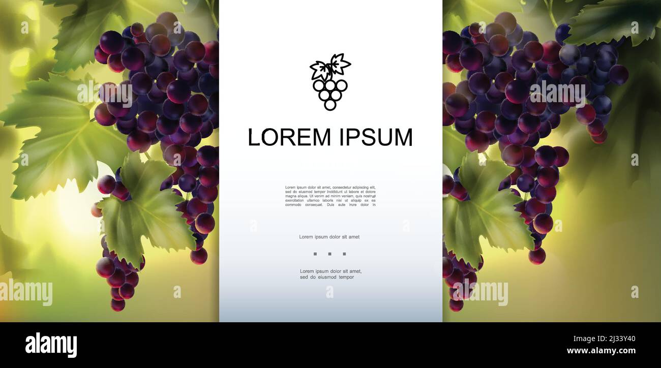 Realistic organic fresh grapes template with place for text and bunches ...