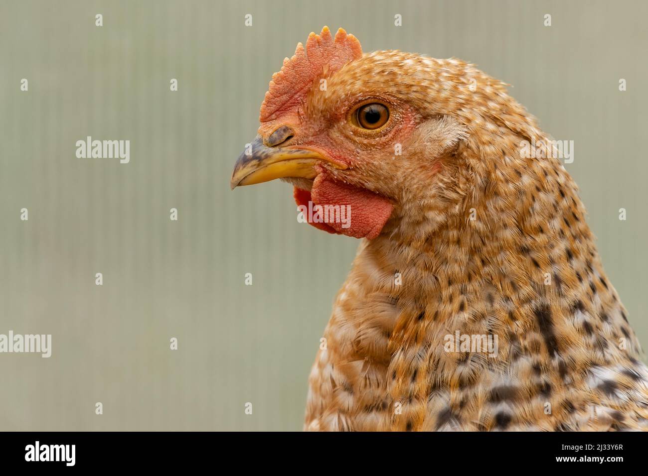 Speckled hen hi-res stock photography and images - Alamy