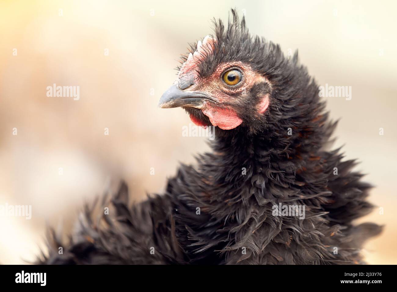 Close-up portrait, of black chicken with a fluffy tuft on the creamy ...