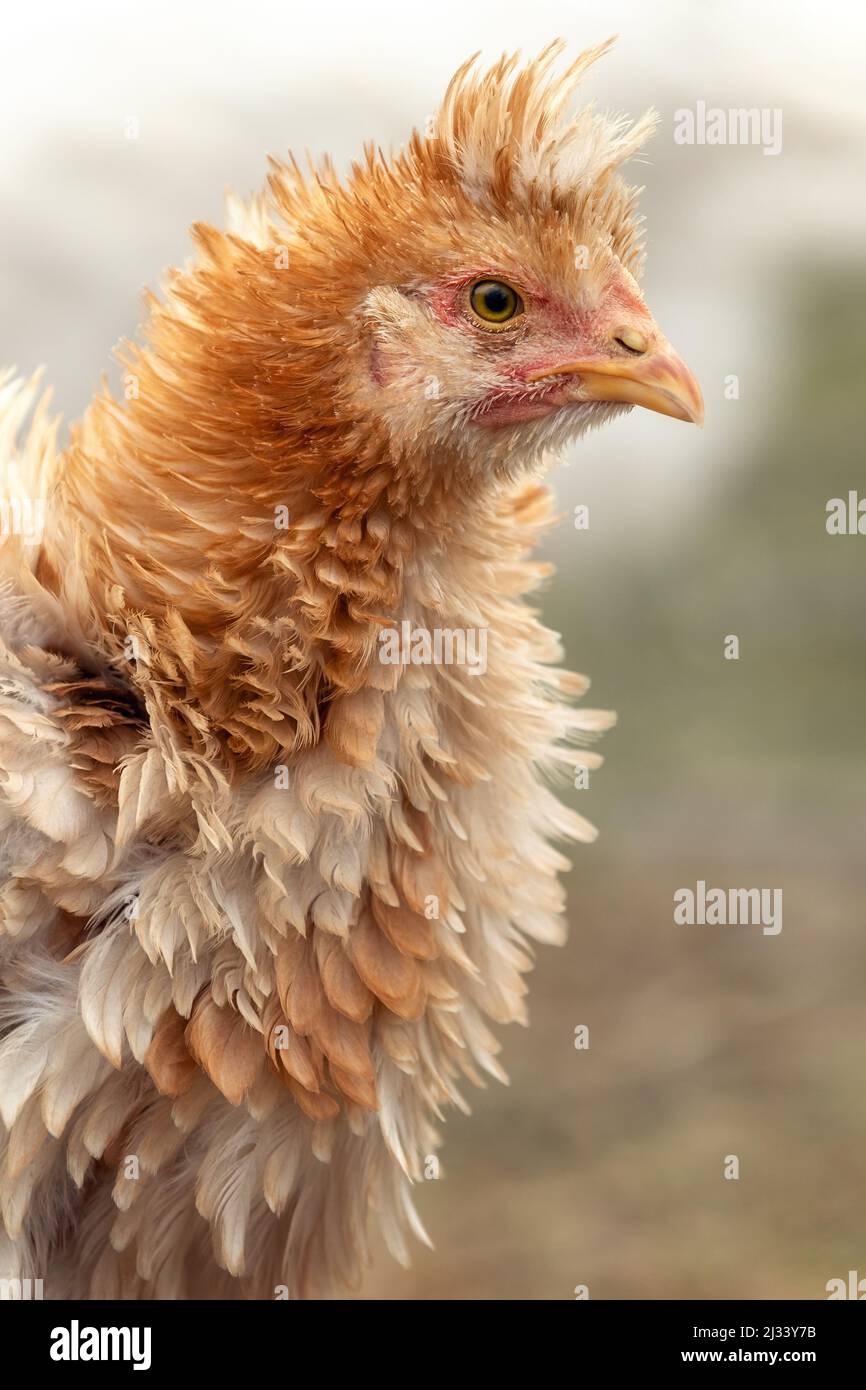 Portrait of a shaggy chicken with a tuft on a pastel blurred background ...