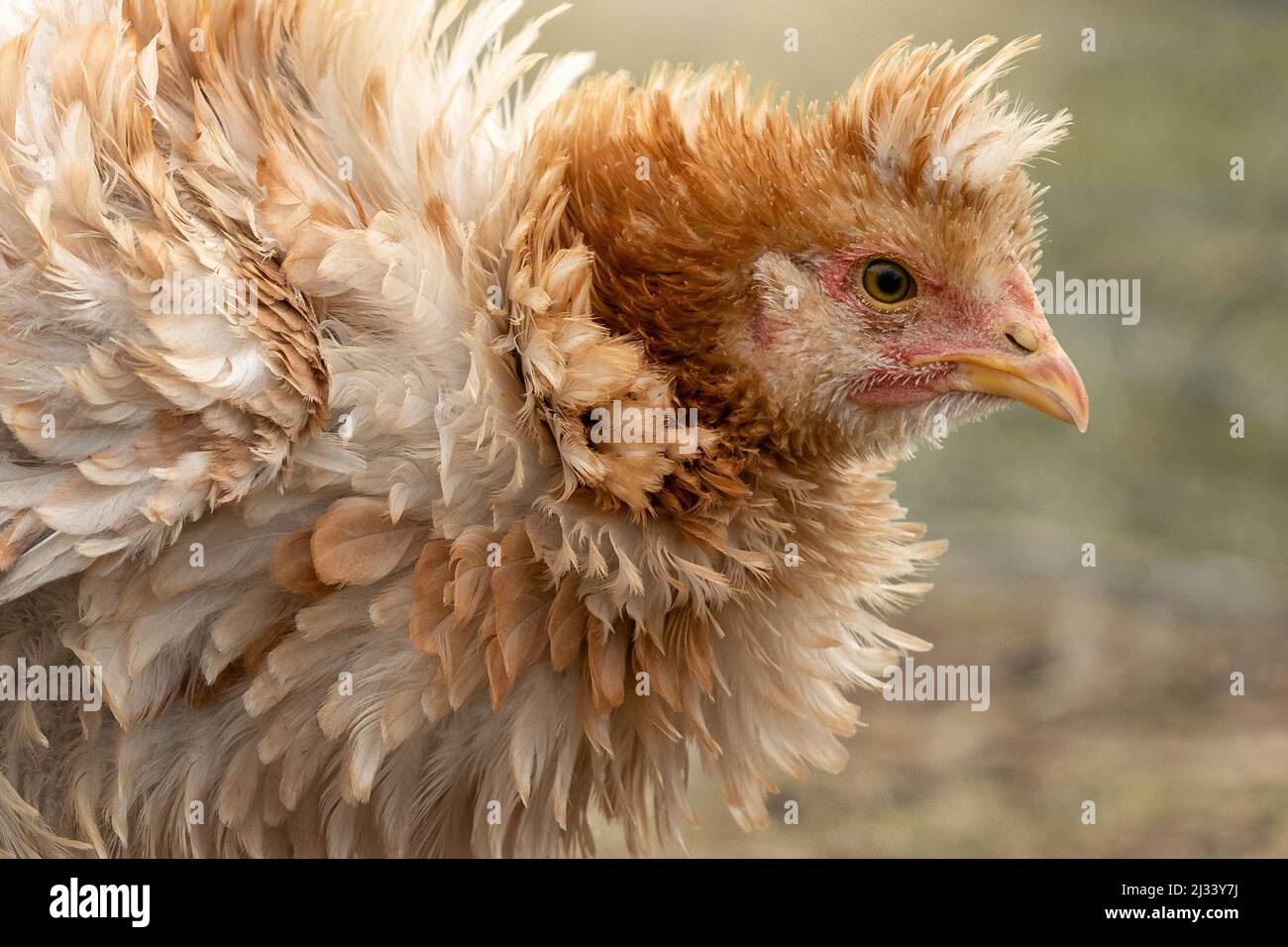 Amazing shaggy light brown hen with tuft. Horizontal photo, close-up ...