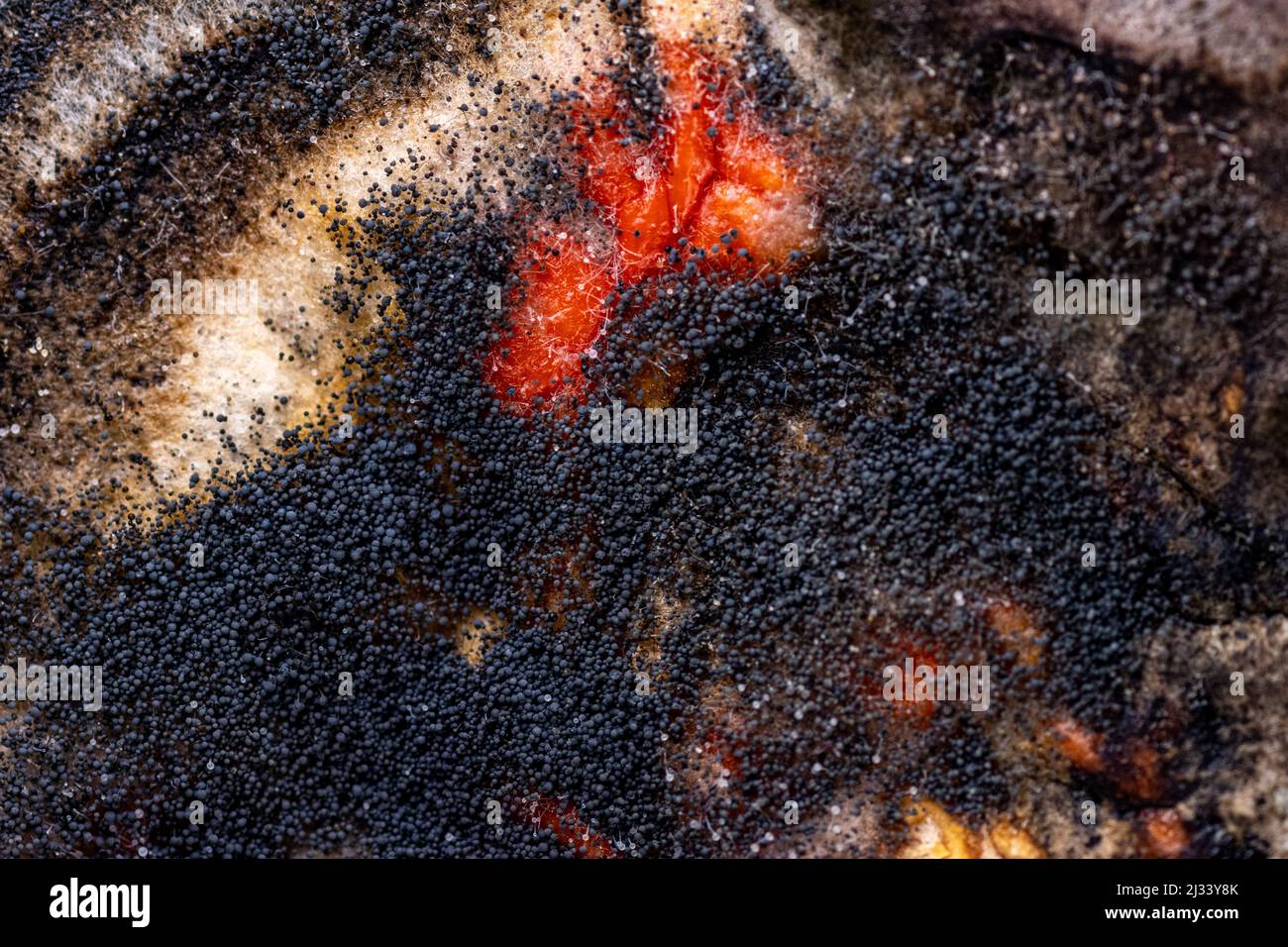 Texture of various poisonous mold, spores, fungi on fruits, macro ...