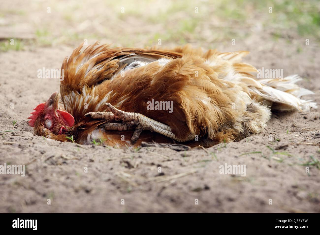 Brown hen with raised leg, lying on back with eyes closed, basking in ...