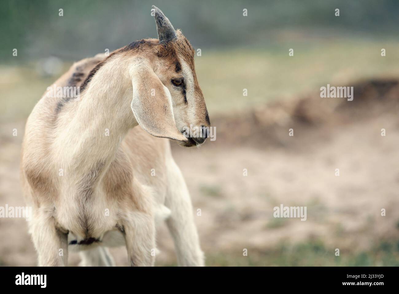 Small horns hi-res stock photography and images - Alamy