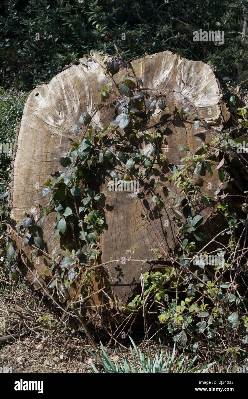 Bramble stems growing over a felled tree trunk Stock Photo - Alamy