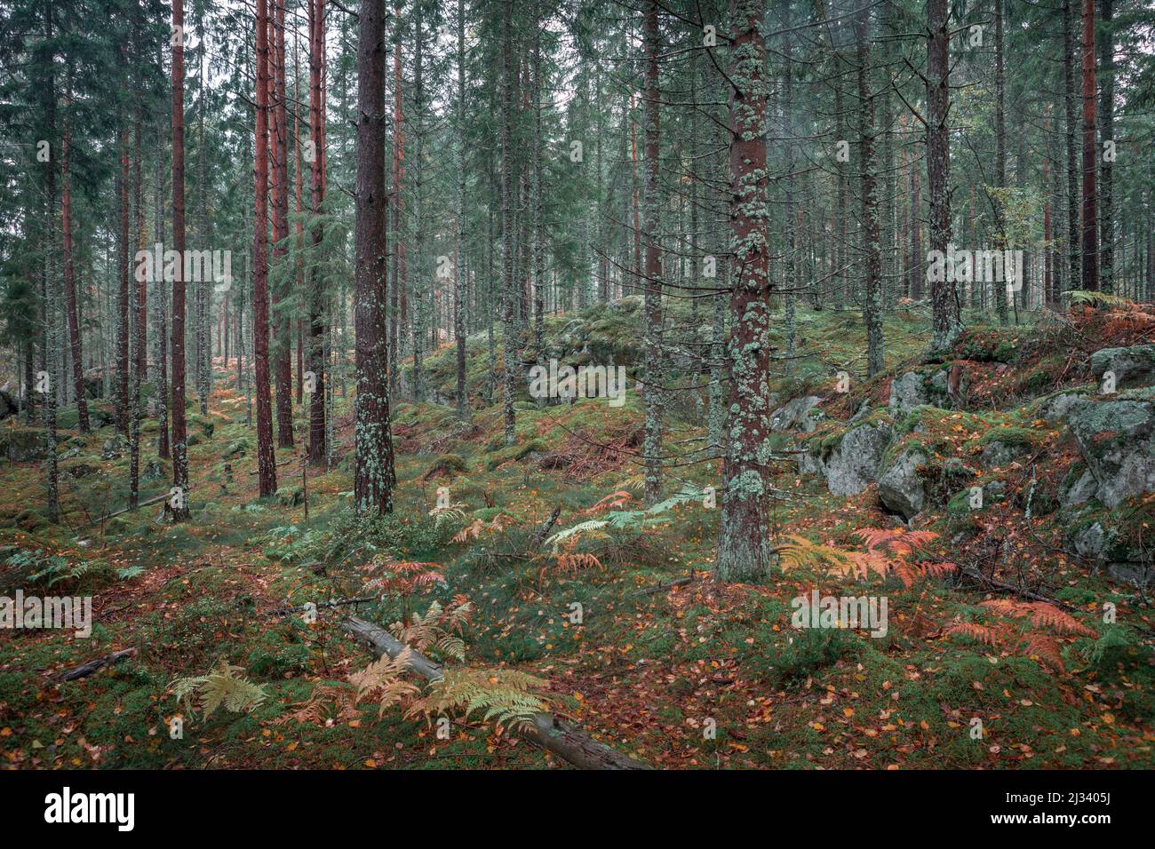 Forest in Tiveden National Park in Sweden Stock Photo - Alamy