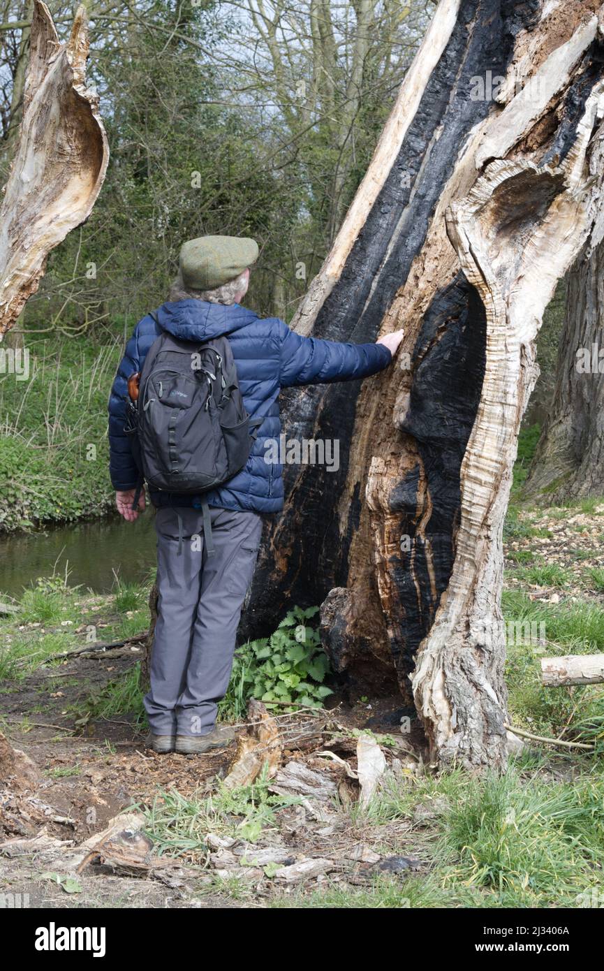Inspecting tree hi-res stock photography and images - Alamy