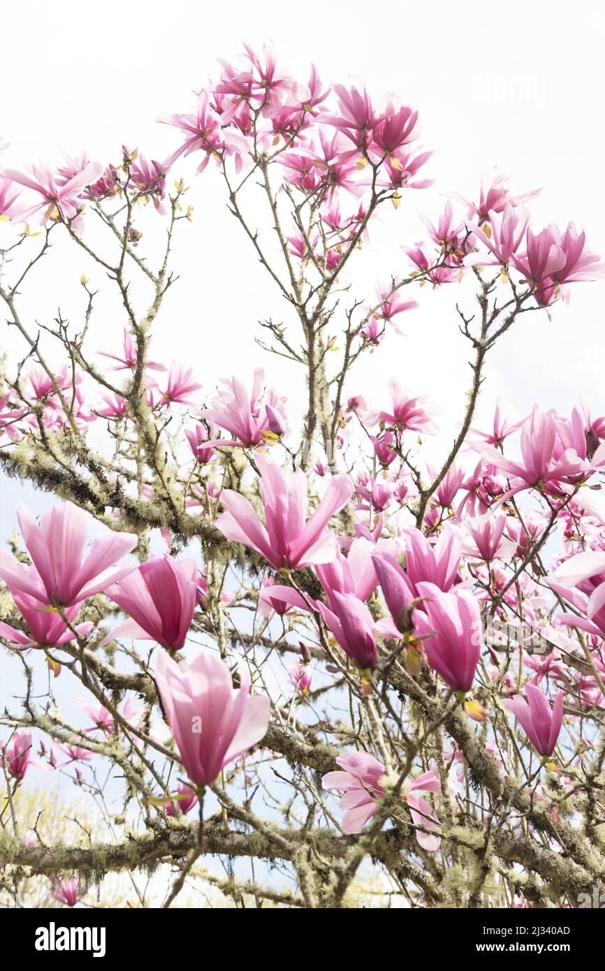 Galaxy tree hi-res stock photography and images - Alamy