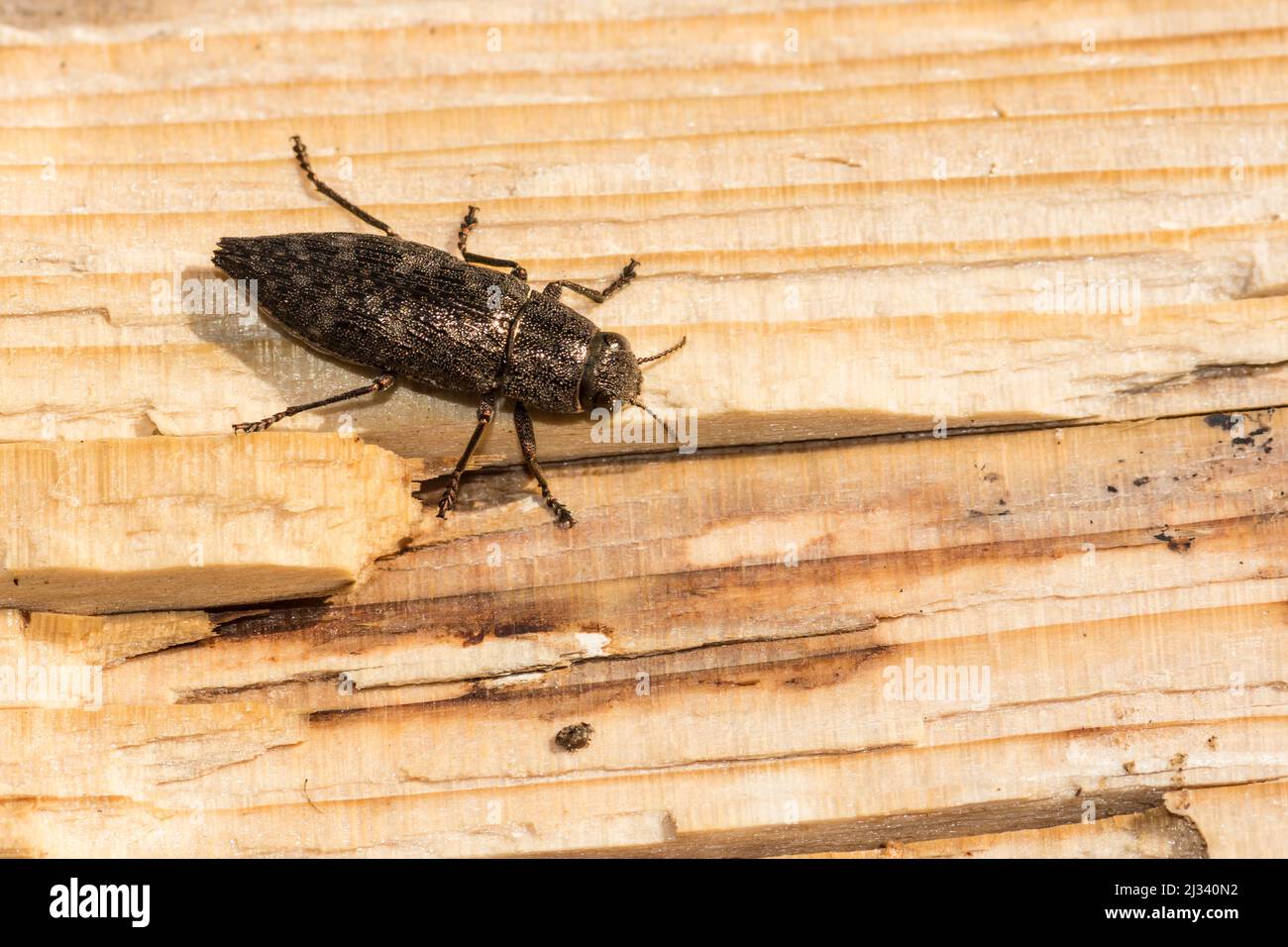 Flatheaded borer beetle hi-res stock photography and images - Alamy