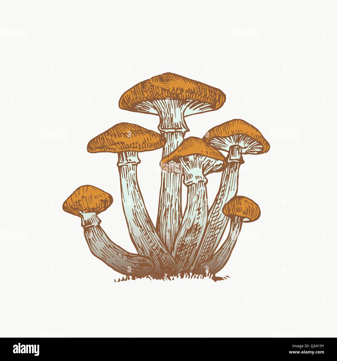 Fungi Drawing