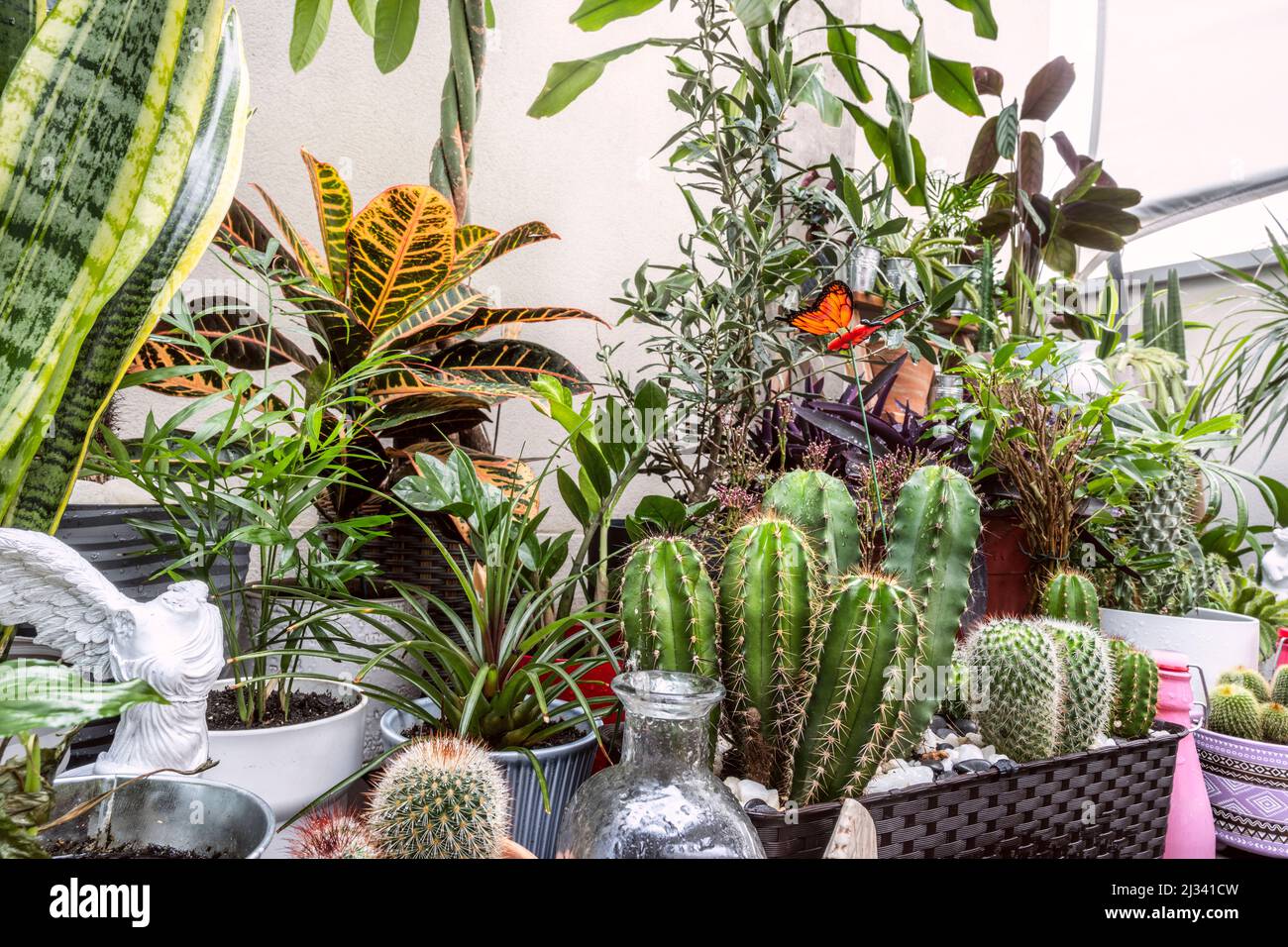 Group of decorative indoor plants with assorted cacti, palms ...