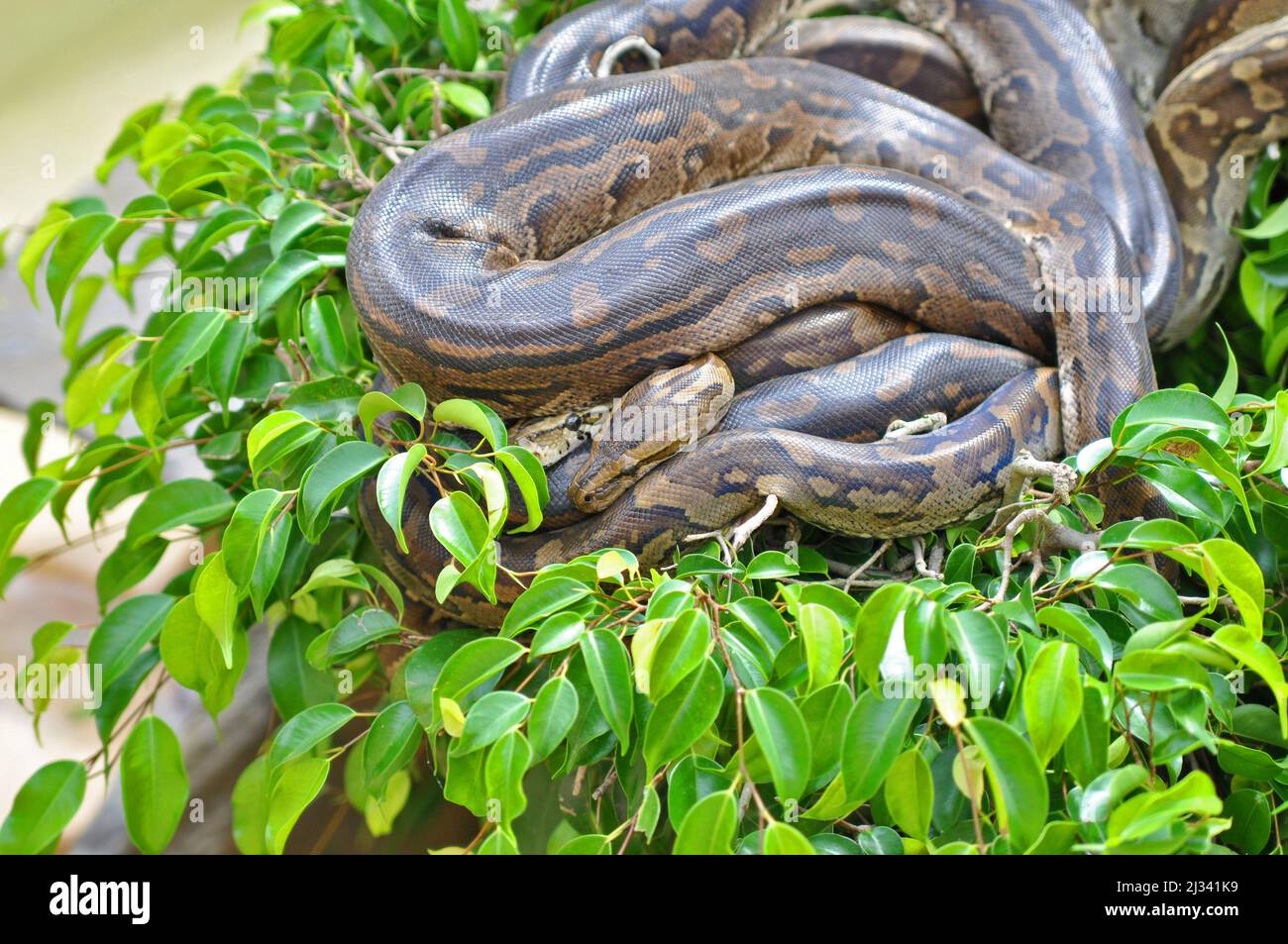 Python species hi-res stock photography and images - Alamy