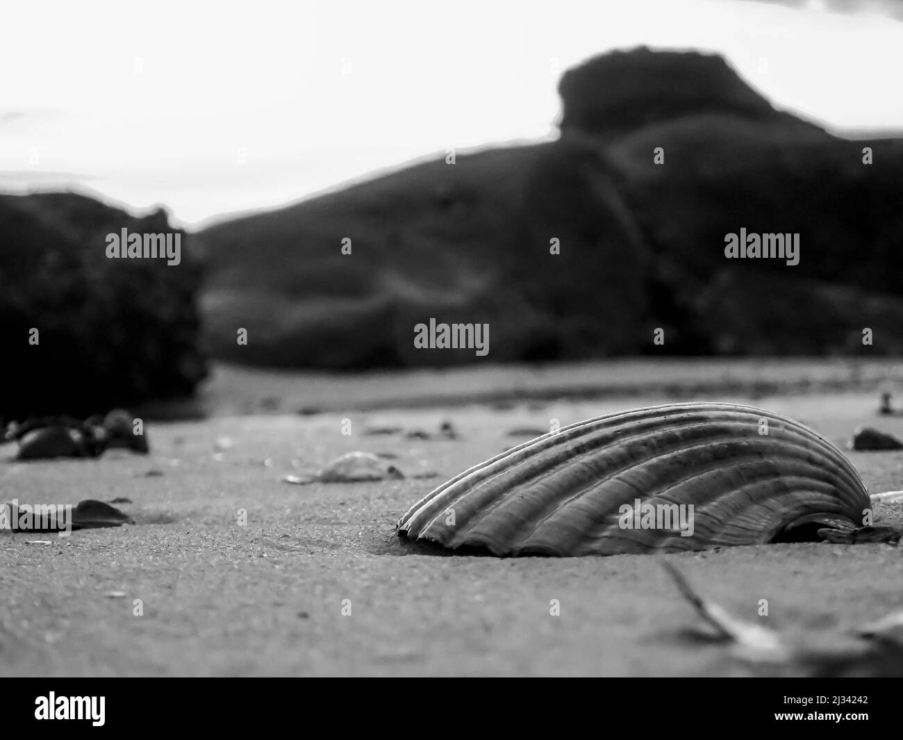 Sandy seashell Black and White Stock Photos & Images - Alamy