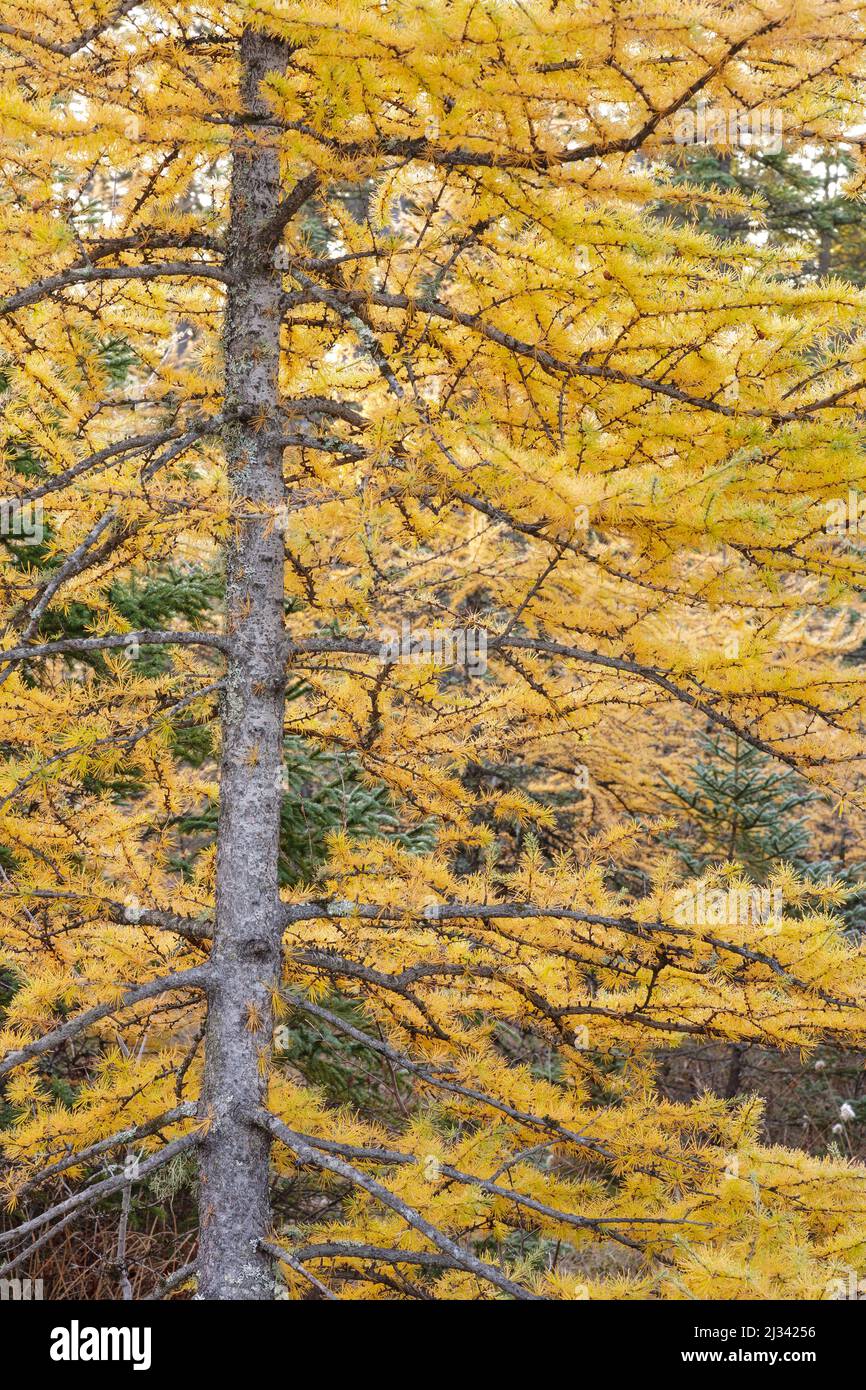 Tamarack Larch (Larix laricina) tree along the Kancamagus Highway in ...
