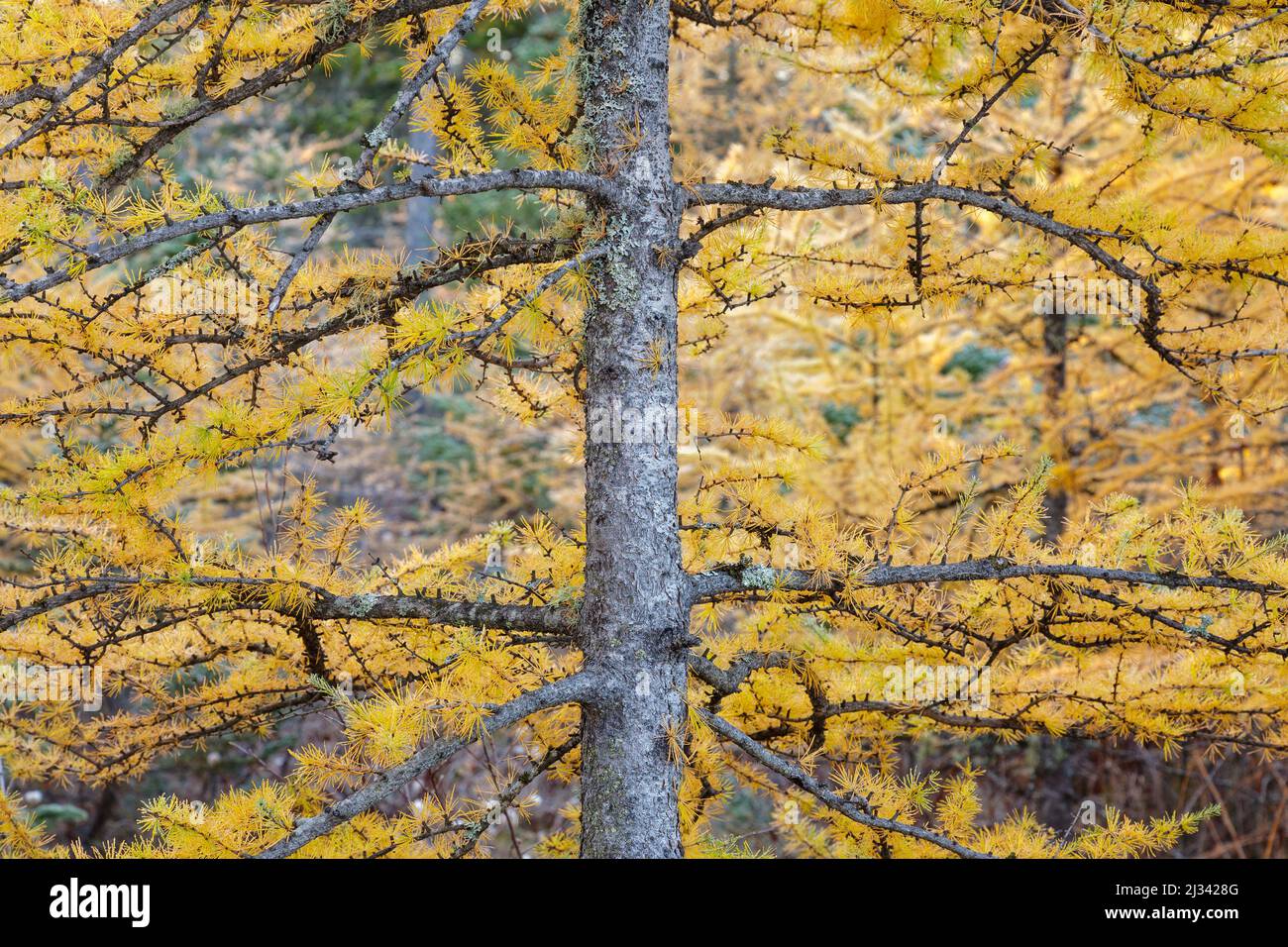 Tamarack Larch (Larix laricina) tree along the Kancamagus Highway in ...