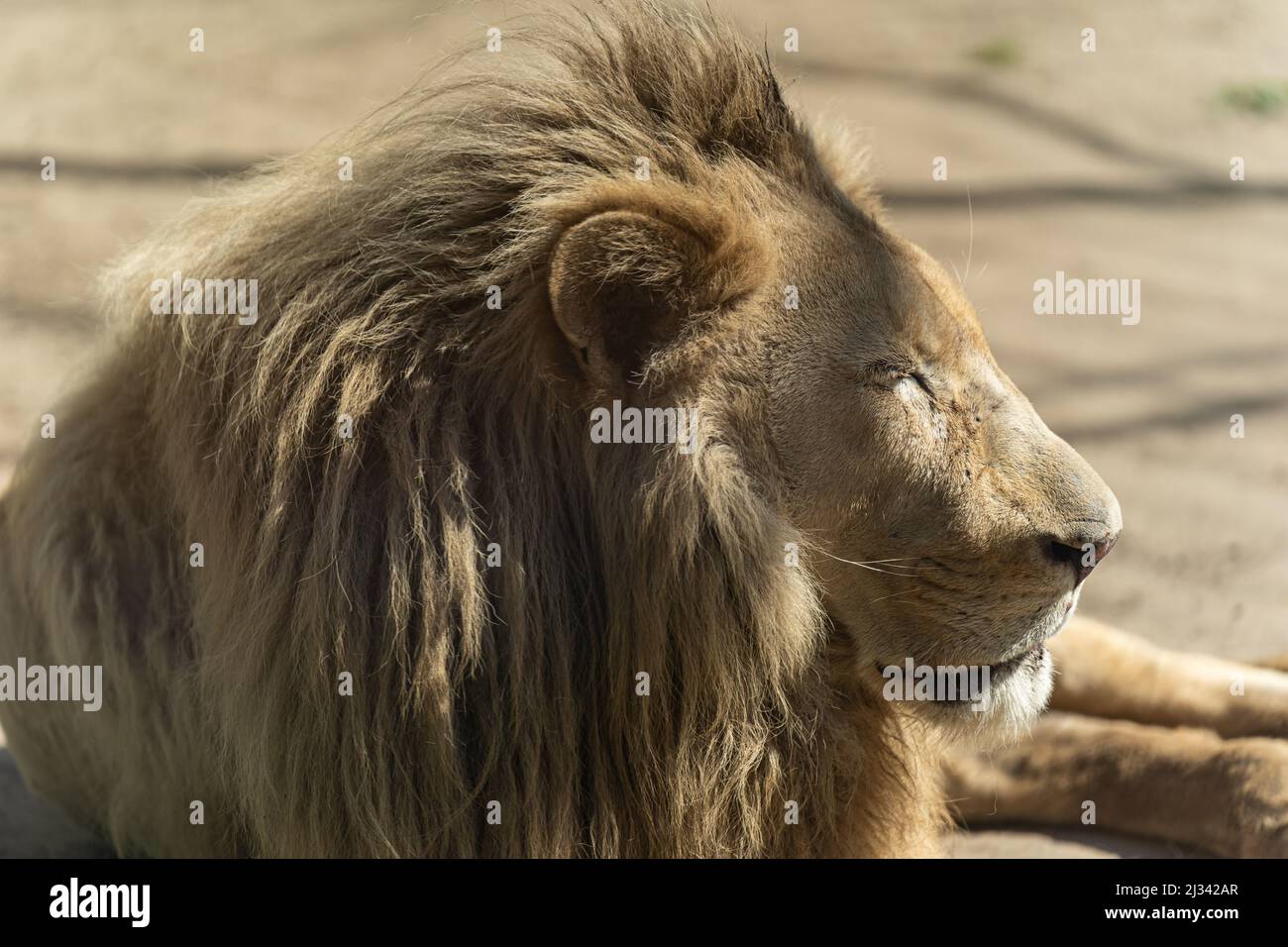 A closeup of a powerful lion under sun rays in the zoo Stock Photo - Alamy