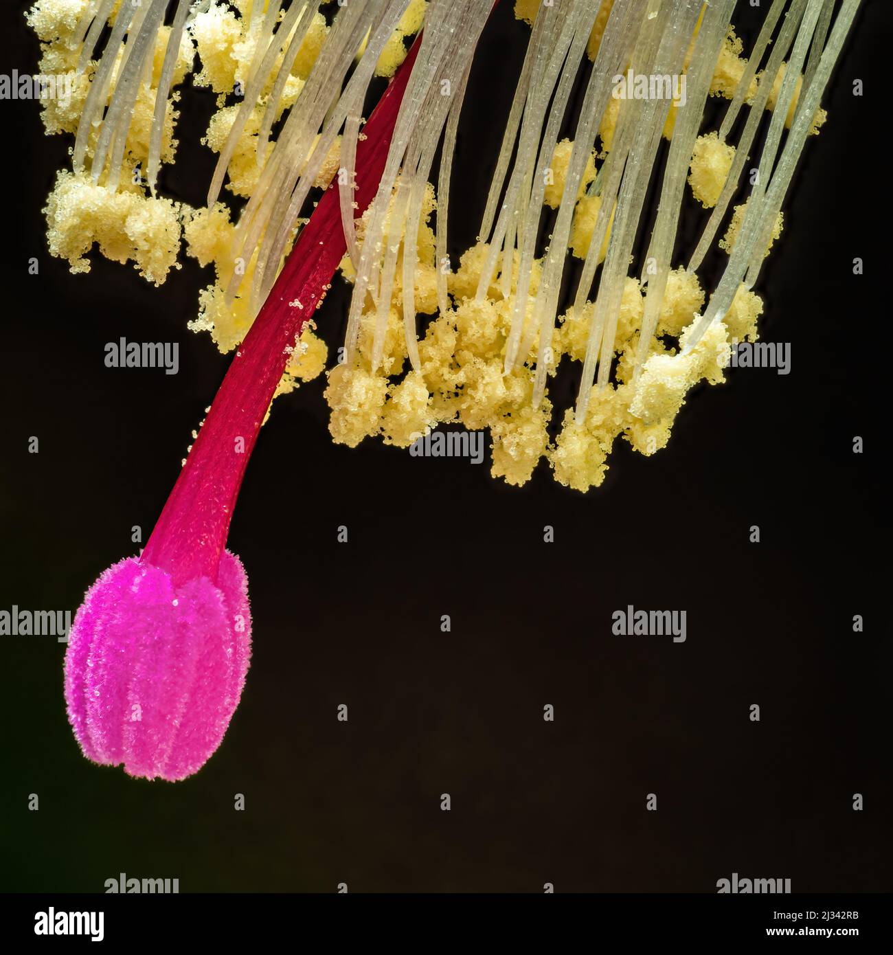 Gynoecium hi-res stock photography and images - Alamy