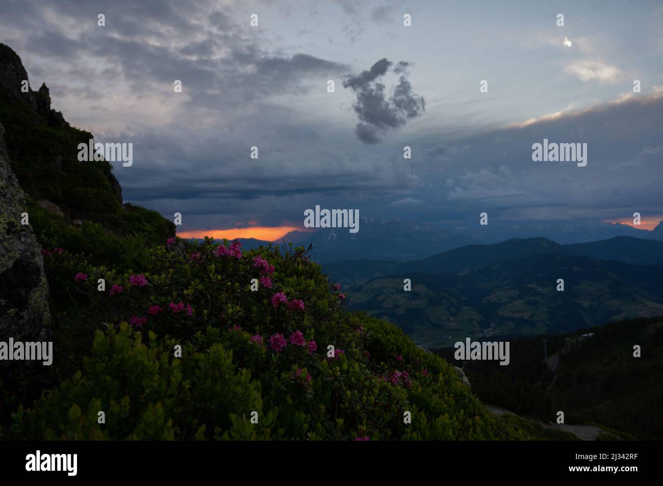 Alpine roses hi-res stock photography and images - Alamy