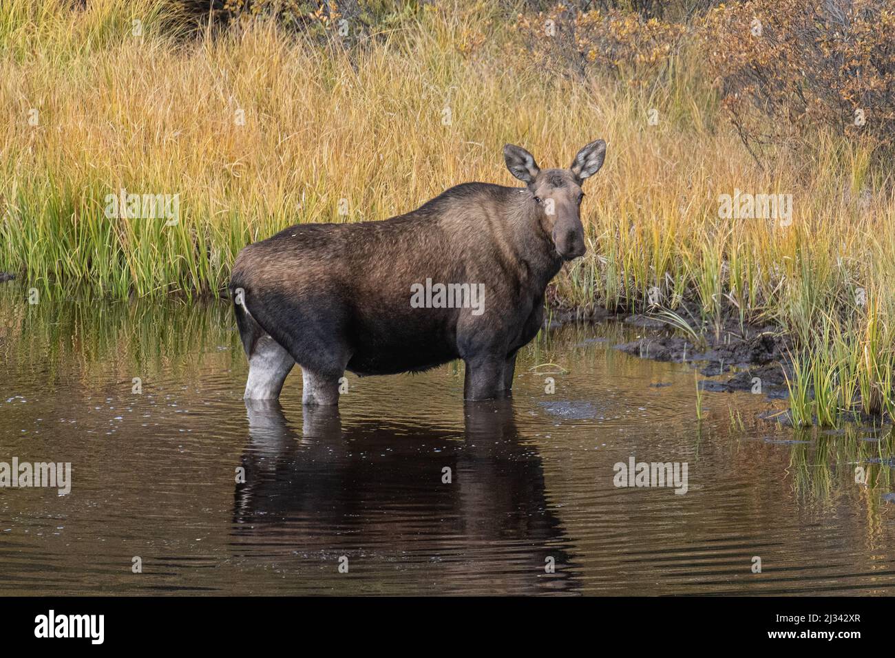 Small moose hi-res stock photography and images - Alamy