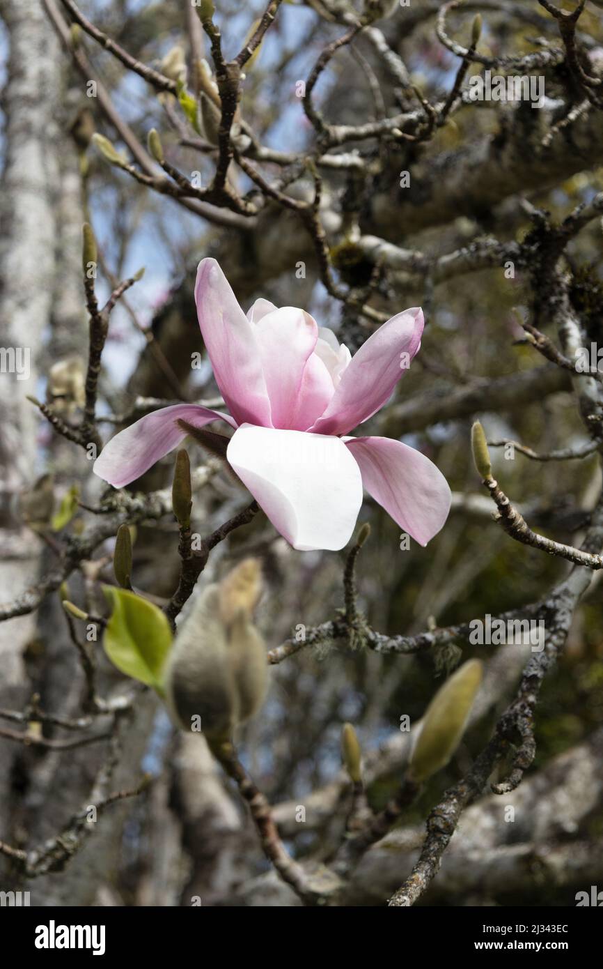 Blossoming magnolia 'Iolanthe' tree Stock Photo - Alamy