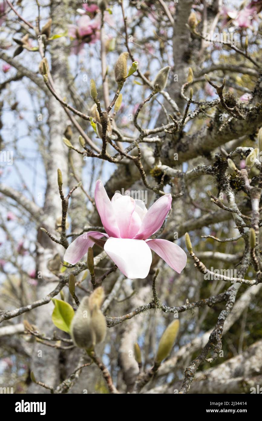 Magnolia iolanthe hi-res stock photography and images - Alamy