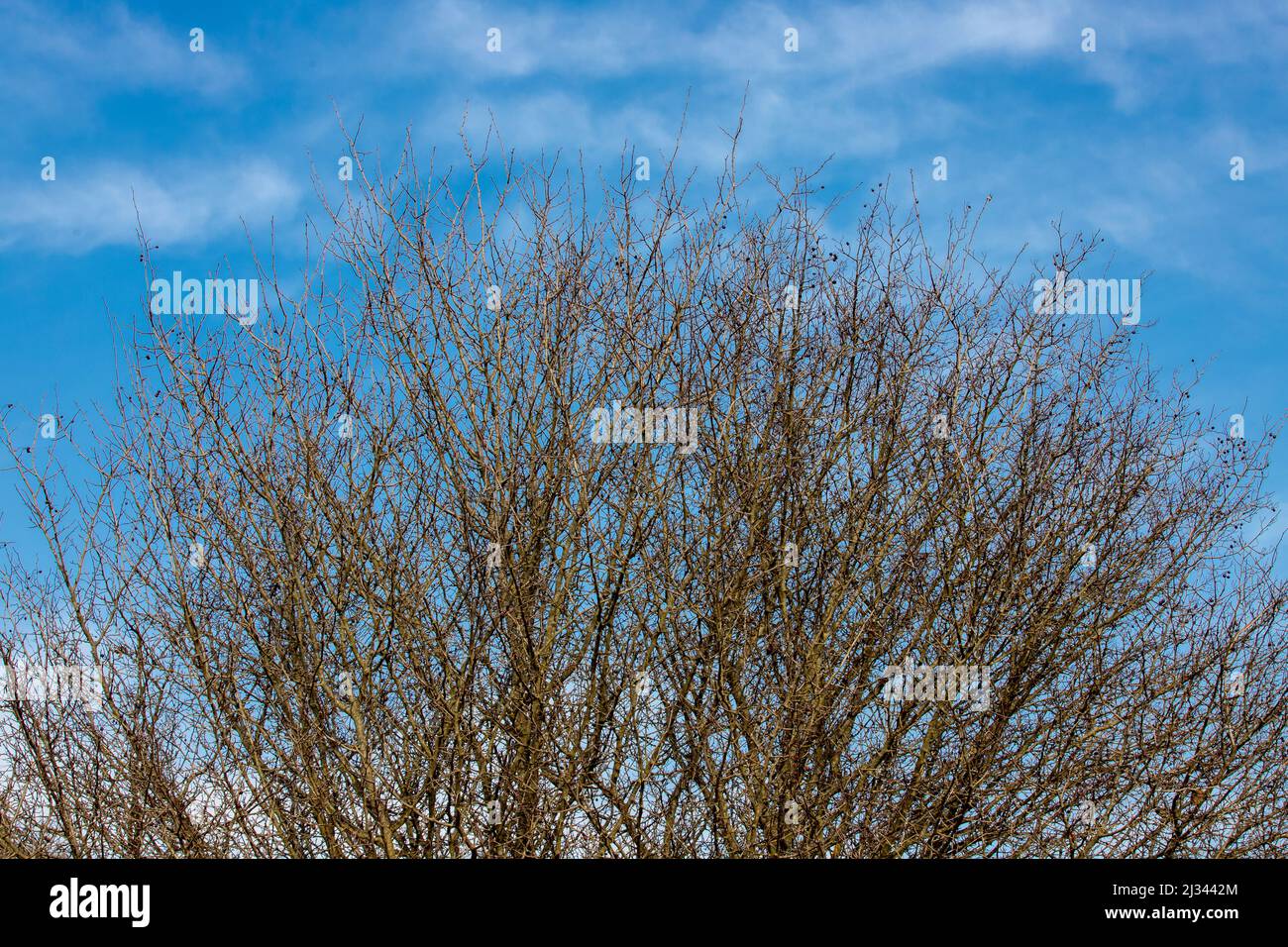 The top of a leafless tree on a blue sky background Stock Photo - Alamy