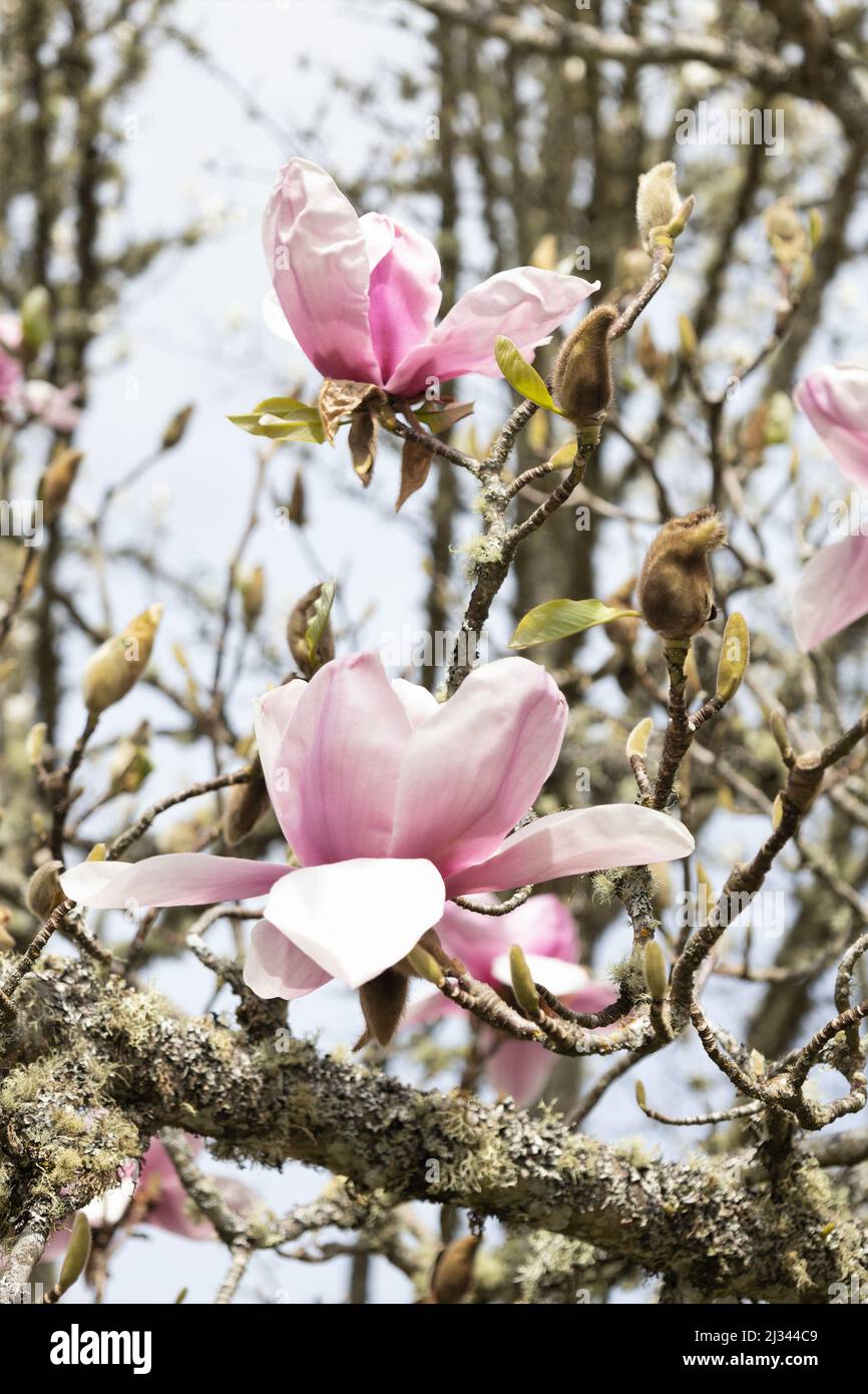 Magnolia iolanthe hi-res stock photography and images - Alamy