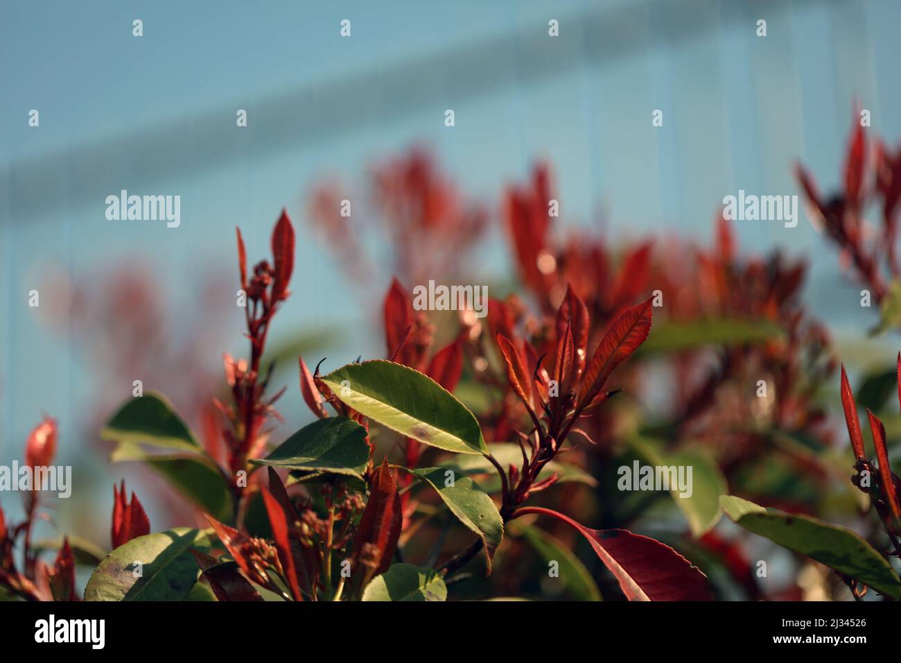 Photinia on a garden fence Stock Photo - Alamy