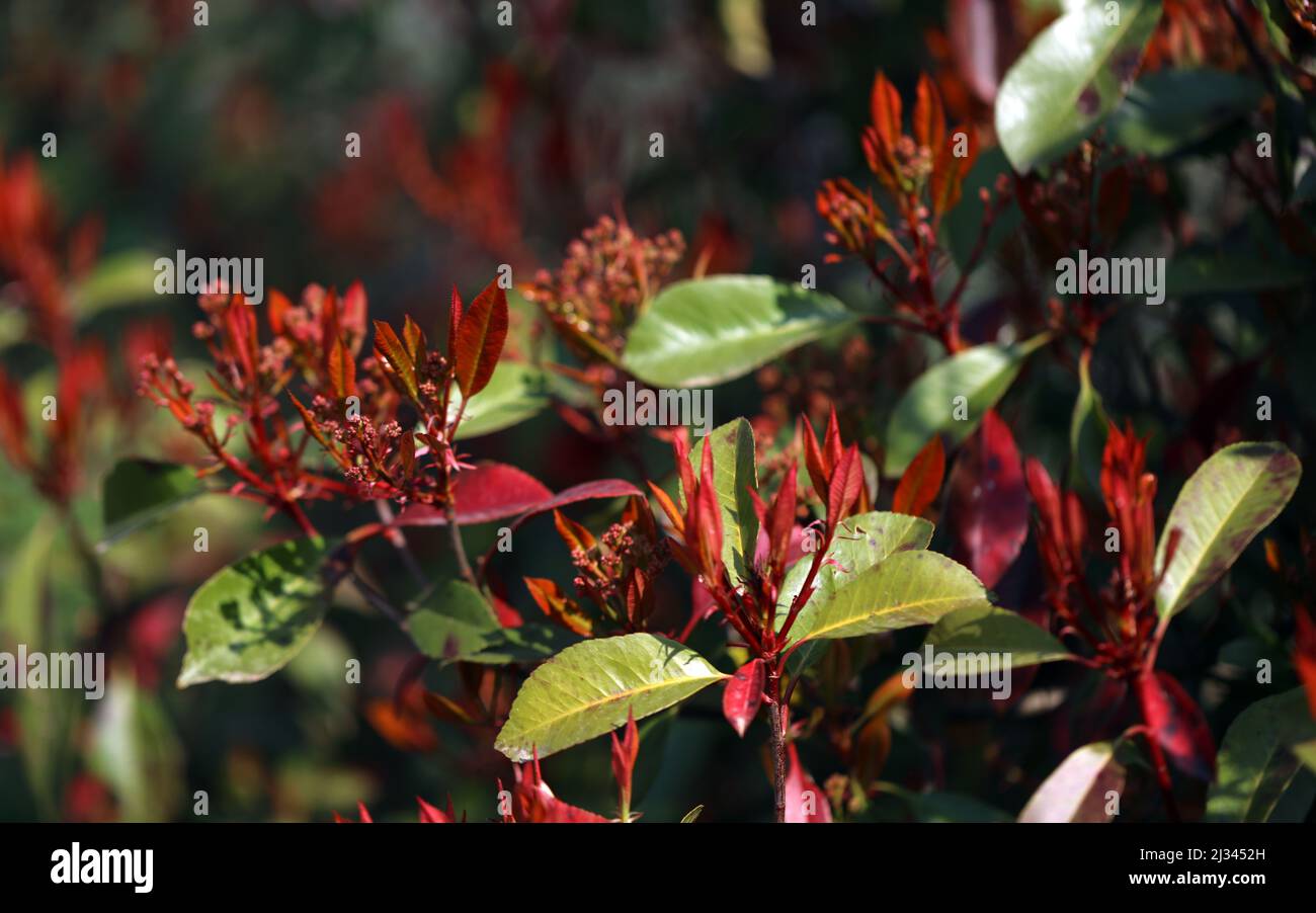 Photinia on a garden fence Stock Photo - Alamy