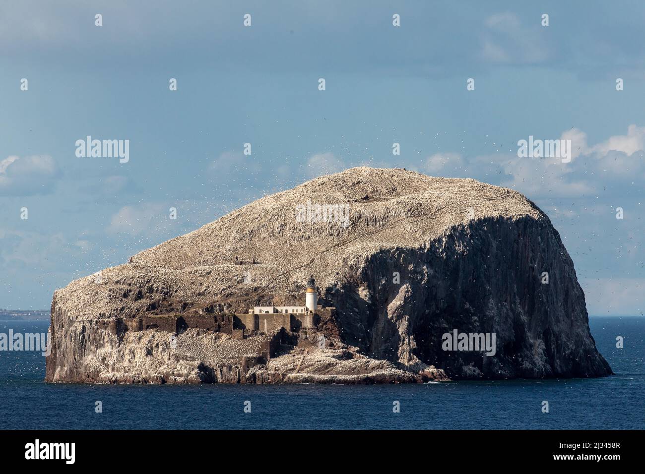 Bass Rock, bird island with gannet colony, lighthouse, Scotland, UK ...
