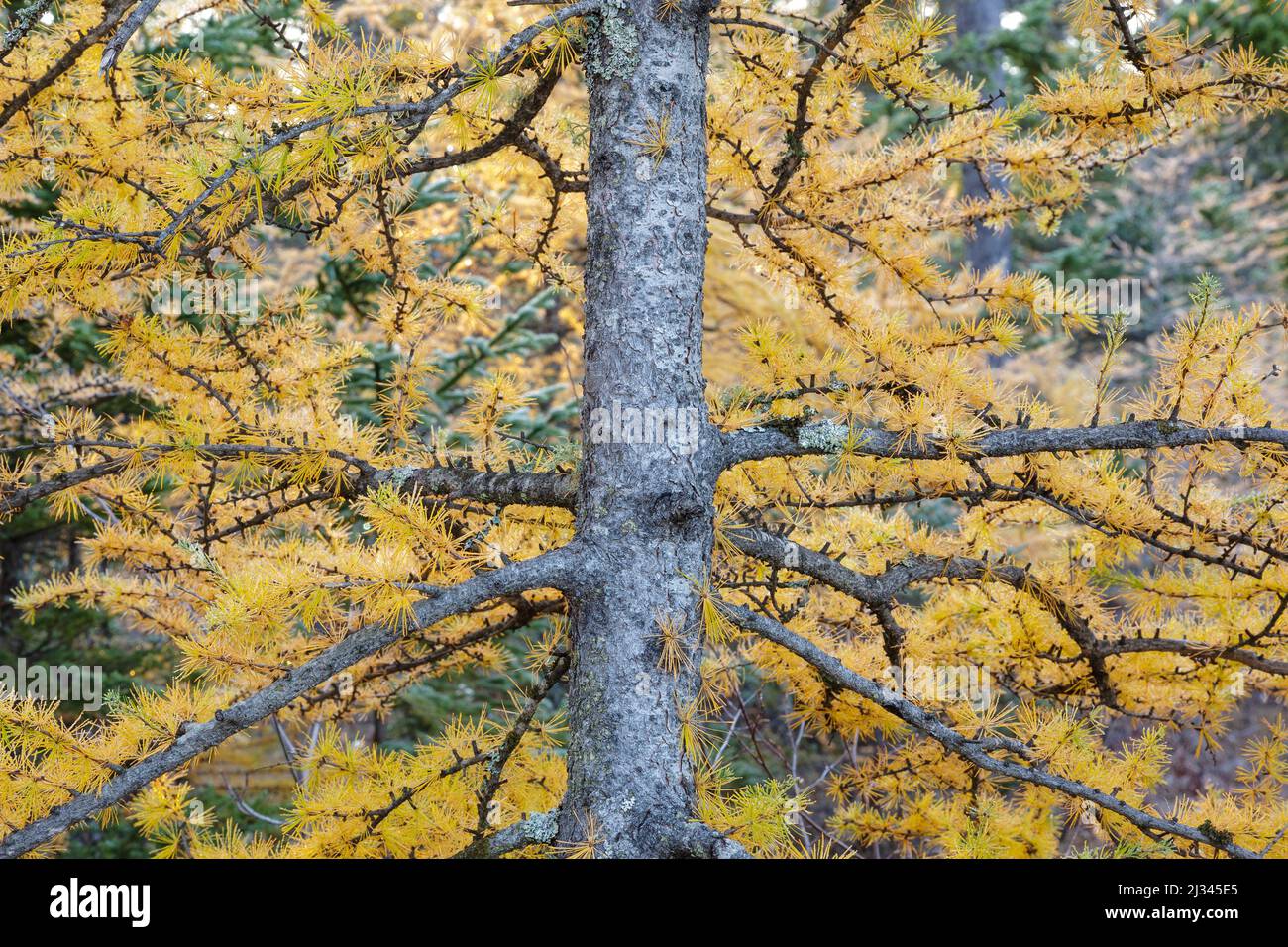 Tamarack Larch (Larix laricina) tree along the Kancamagus Highway in ...