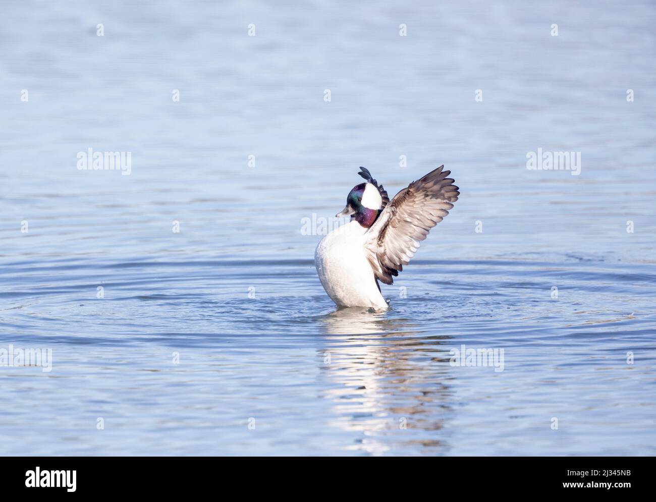 Bufflehead male flapping wings hi-res stock photography and images - Alamy