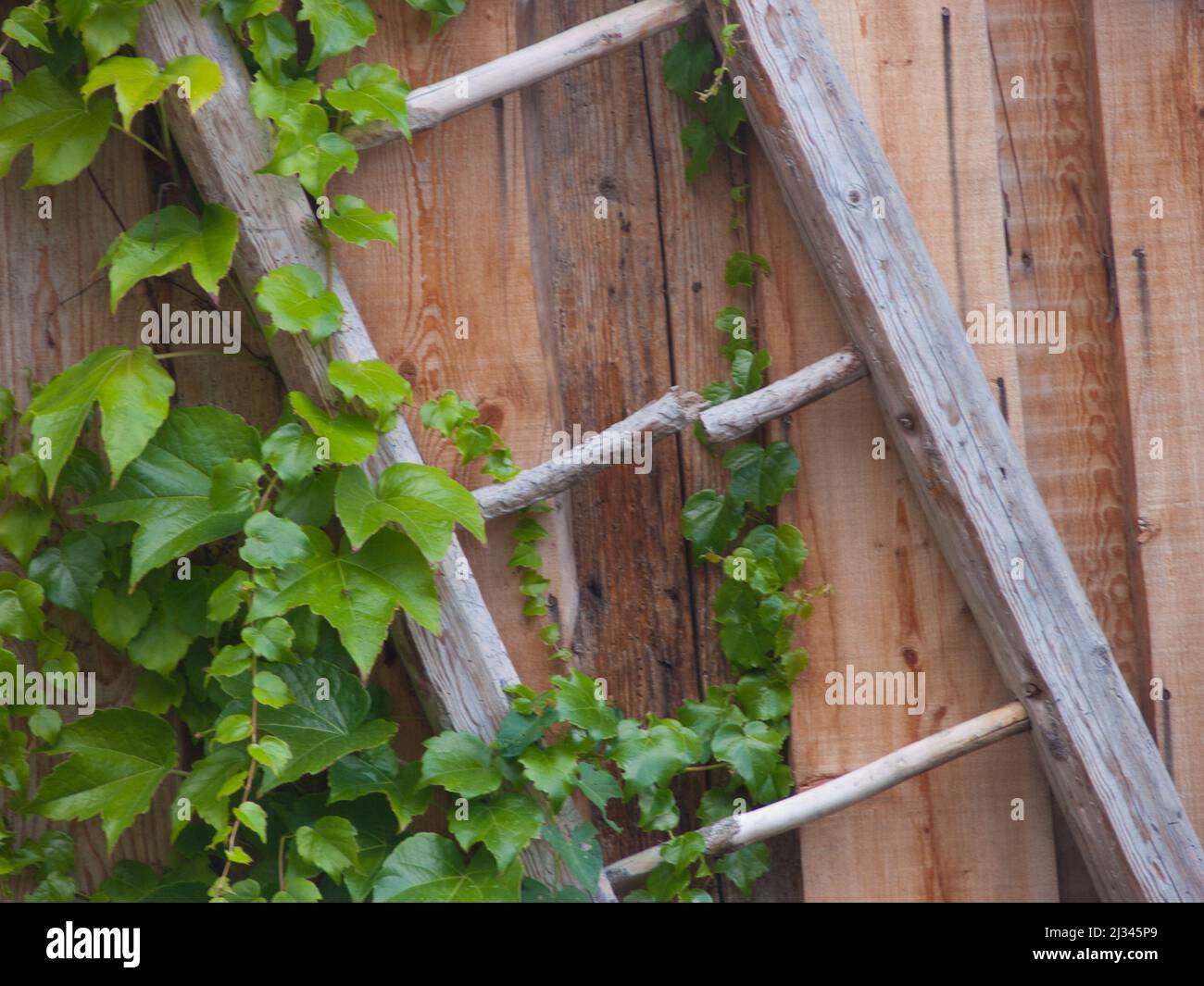 Broken wooden ladder hi-res stock photography and images - Alamy