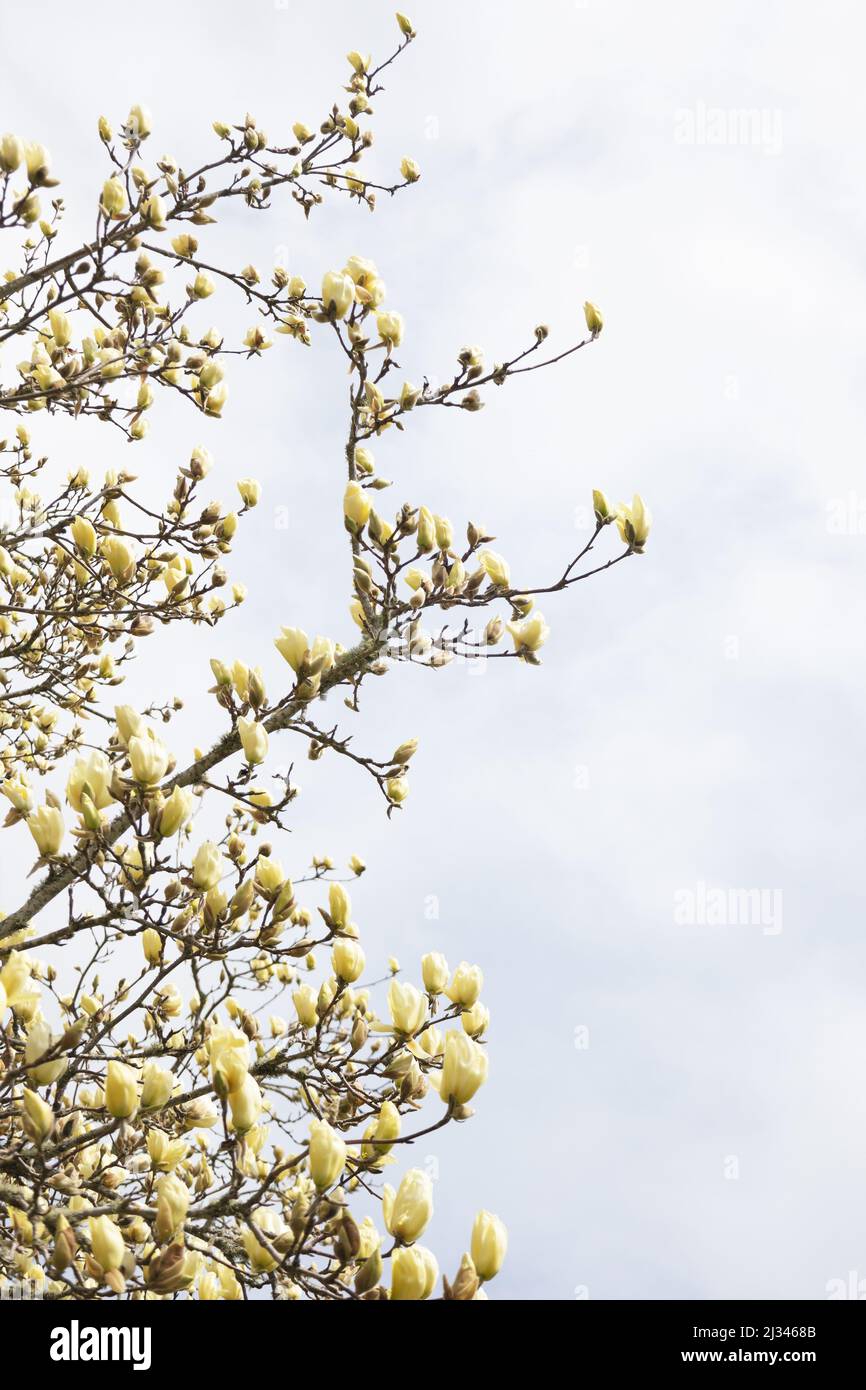 Yellow flowering magnolia 'Elizabeth' tree Stock Photo - Alamy