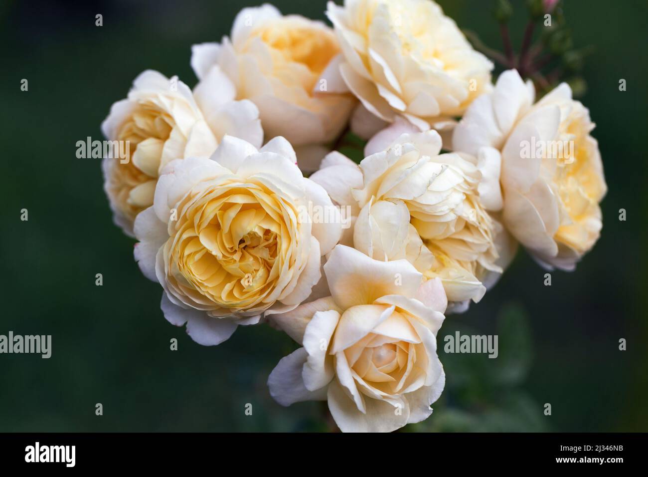 Delicate cream yellow roses in a full bloom in the garden. Close-up ...