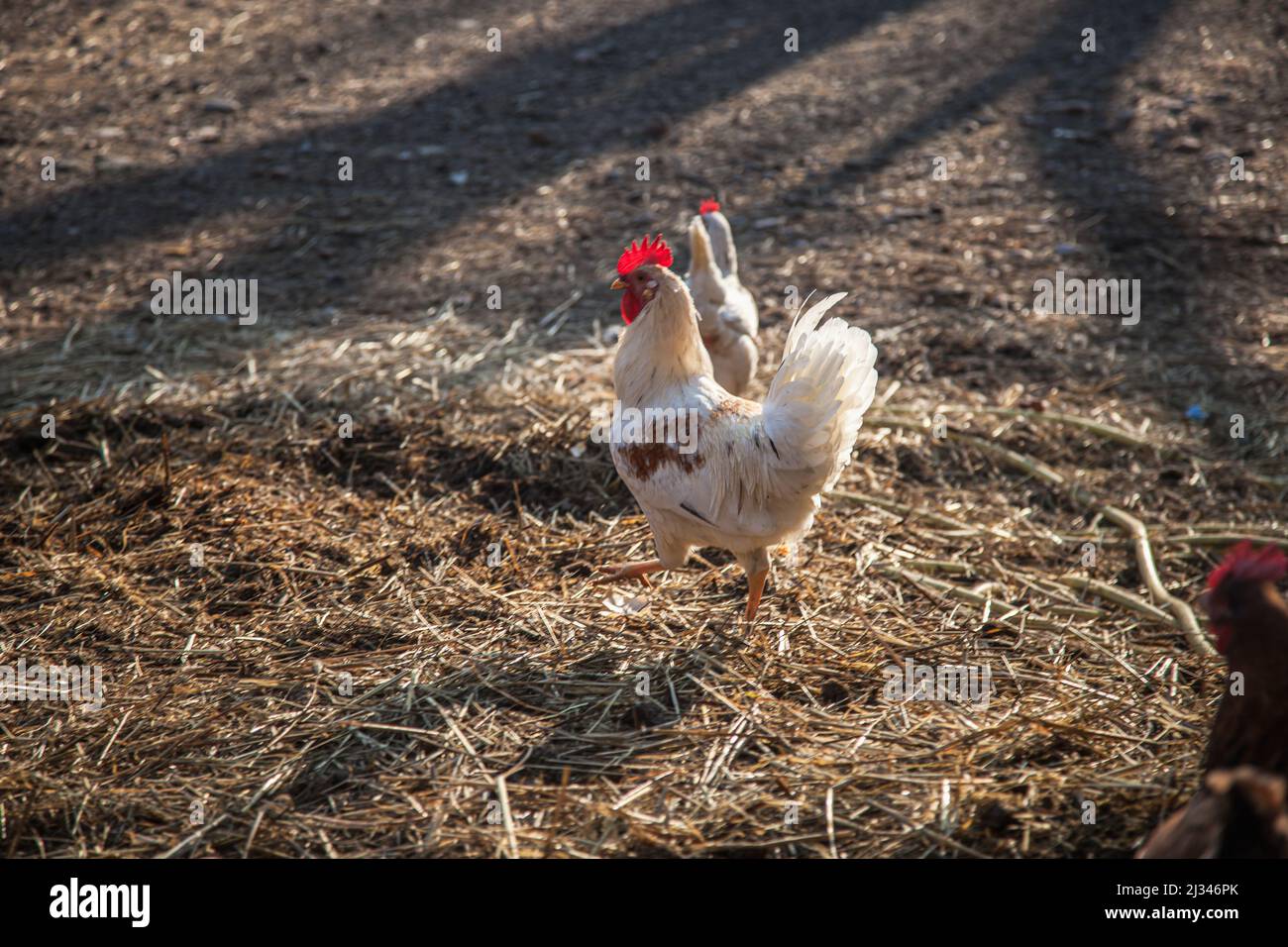 Roosters in yard hi-res stock photography and images - Alamy