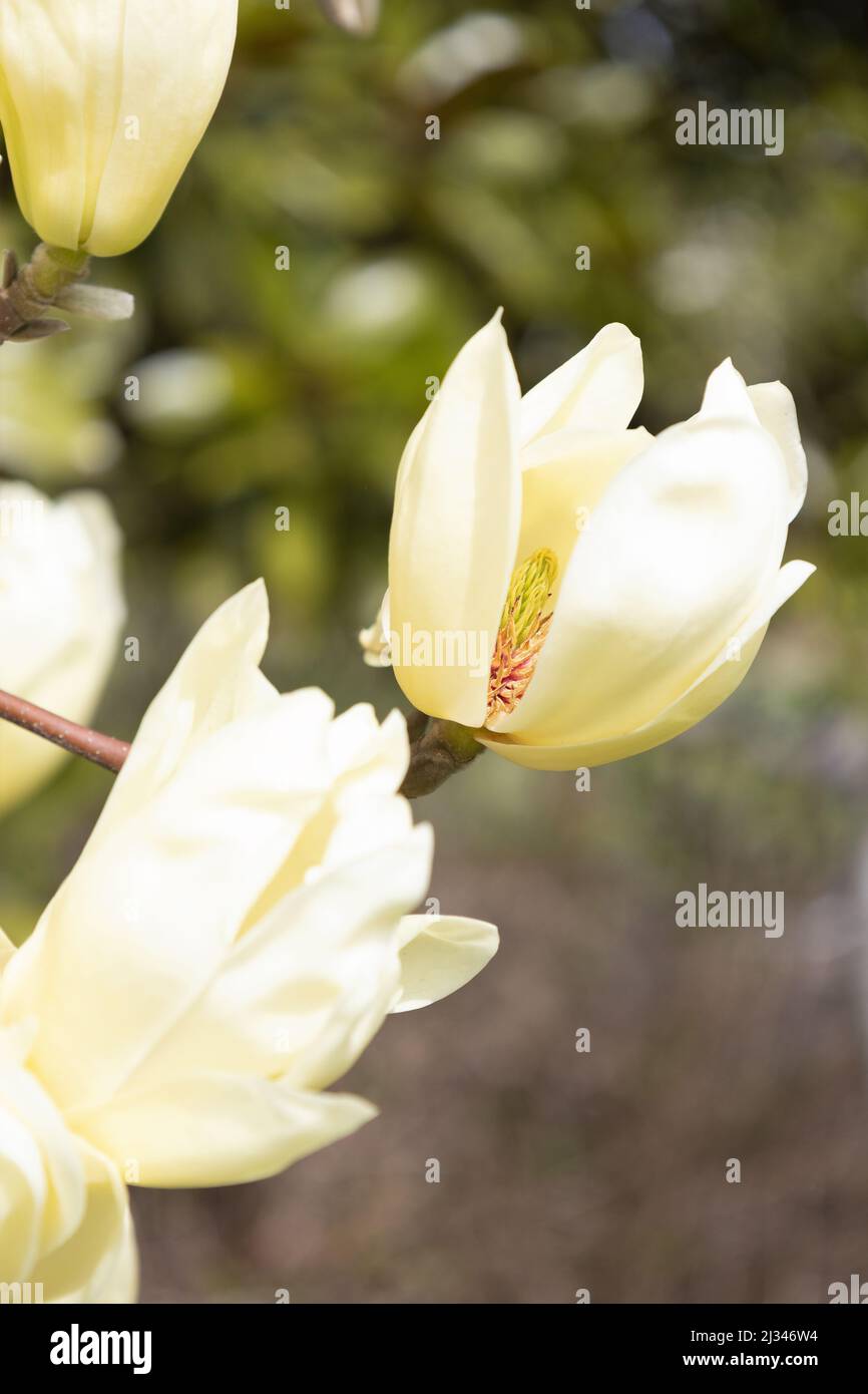 Yellow flowering magnolia 'Elizabeth' tree Stock Photo - Alamy