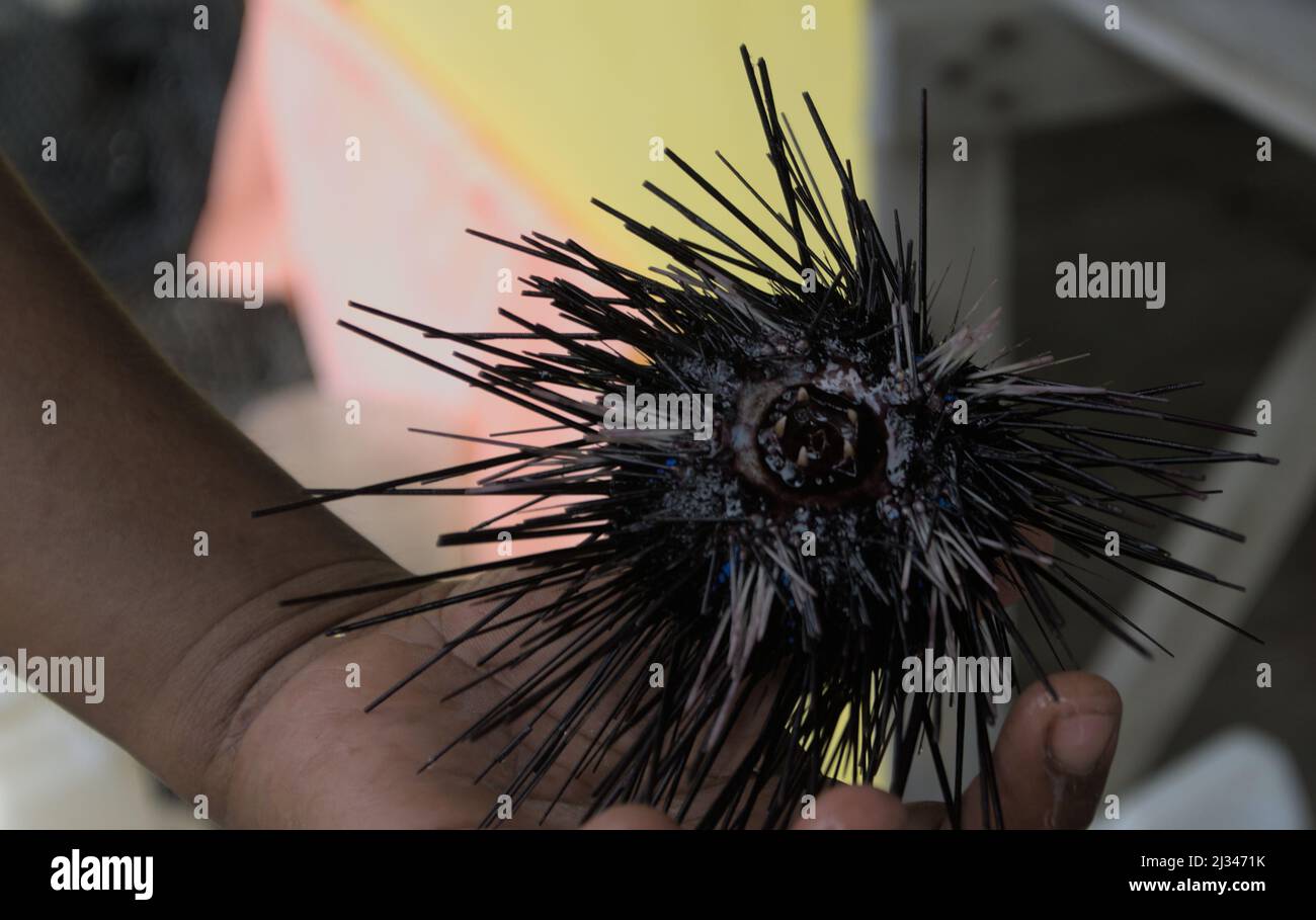 Sealife sea urchin hi-res stock photography and images - Alamy