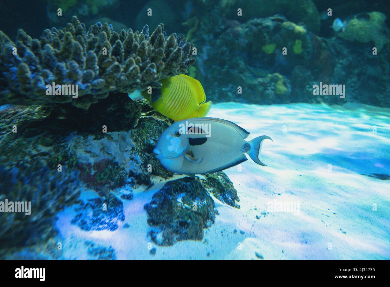 Large sandy fish tank at an aquarium, with coral and a Bluecheek ...