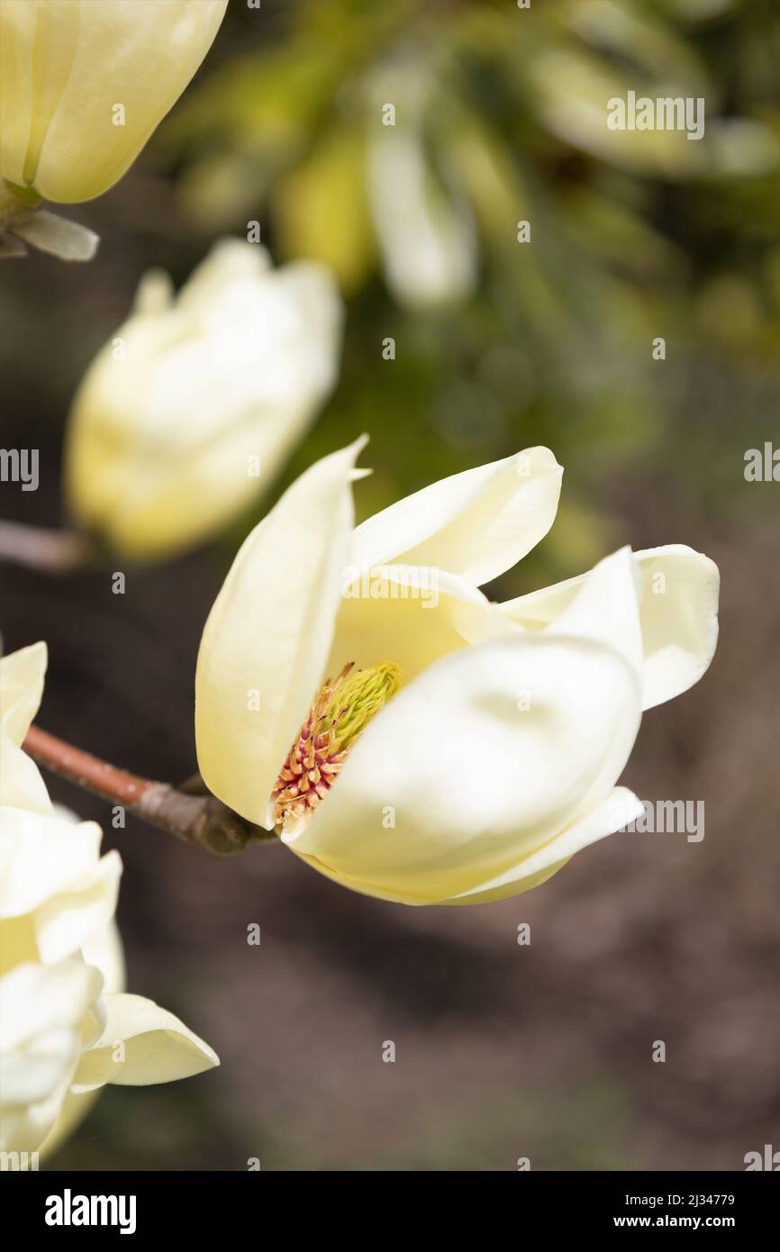Yellow flowering magnolia 'Elizabeth' tree Stock Photo - Alamy