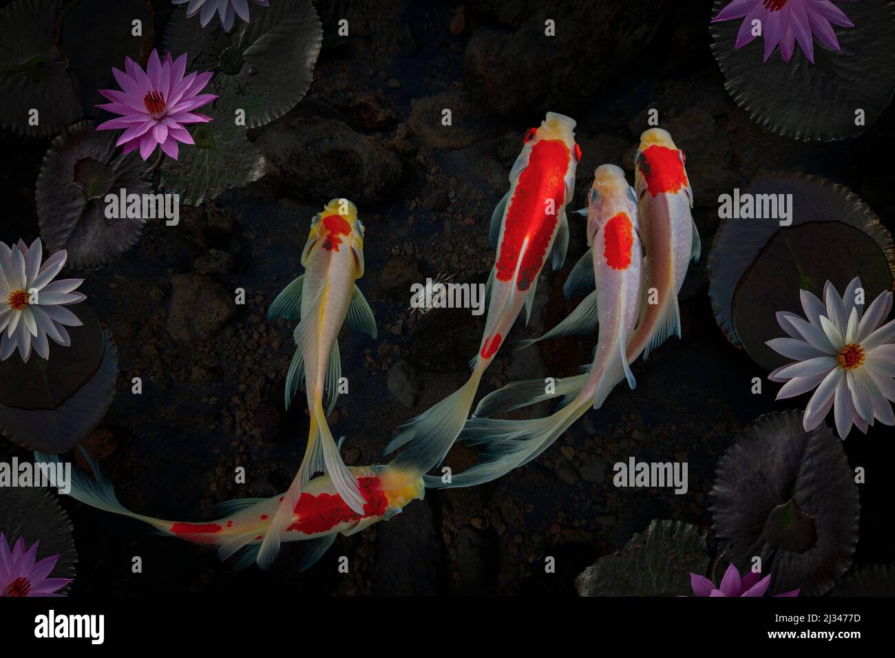 koi fish and lotus flowers and leaves Stock Photo - Alamy