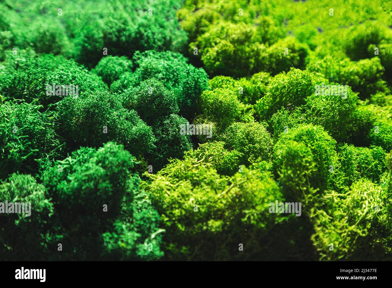 Decorative wall made of green stabilized moss as a creative ecological ...