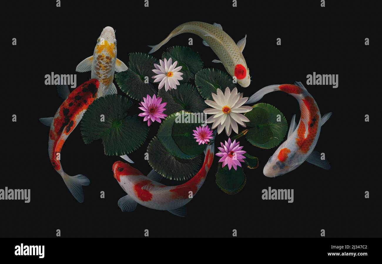 Mallard and fish hi-res stock photography and images - Alamy