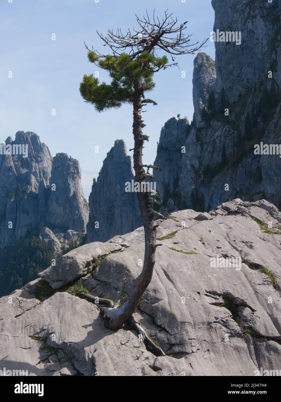 A vertical shot of a small tree growing in between rocks on a bright ...
