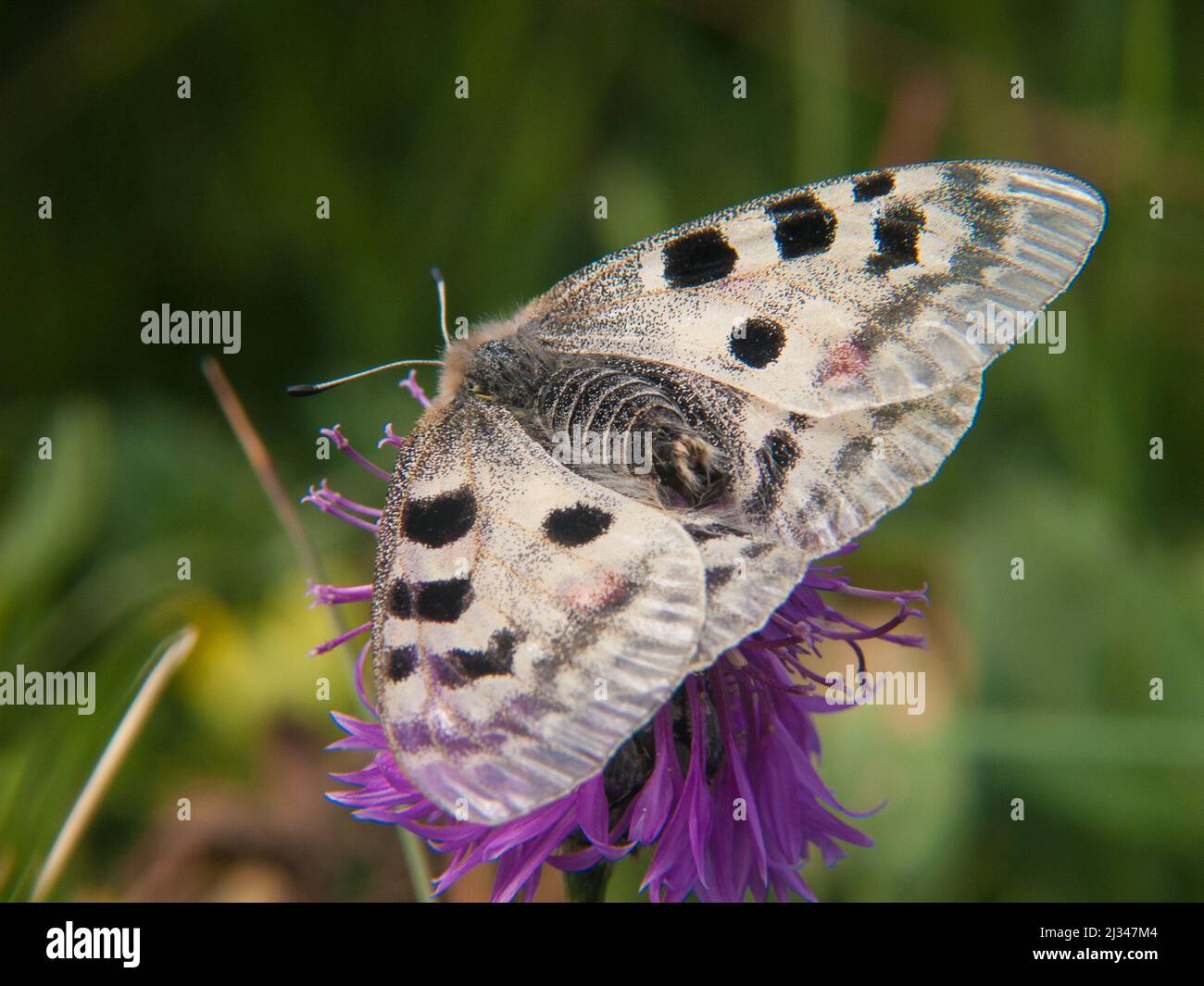 A shallow focus closeup shot of the Apollo or mountain Apollo, a ...