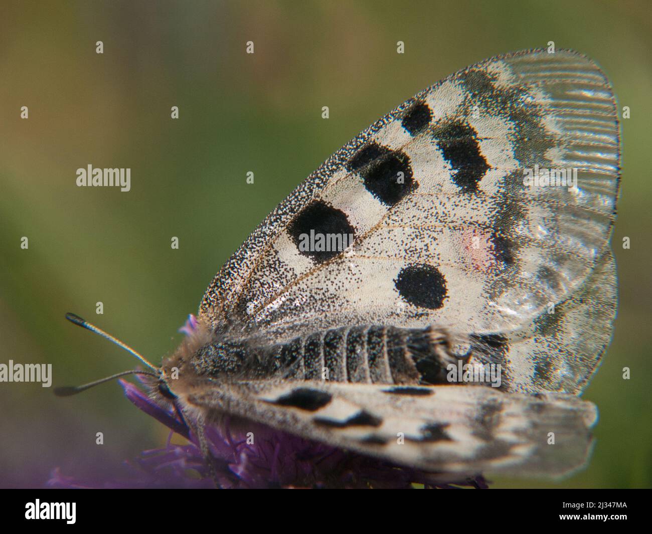A shallow focus closeup shot of the Apollo or mountain Apollo, a ...