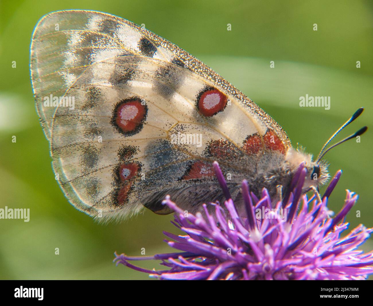 A shallow focus closeup shot of the Apollo or mountain Apollo, a ...