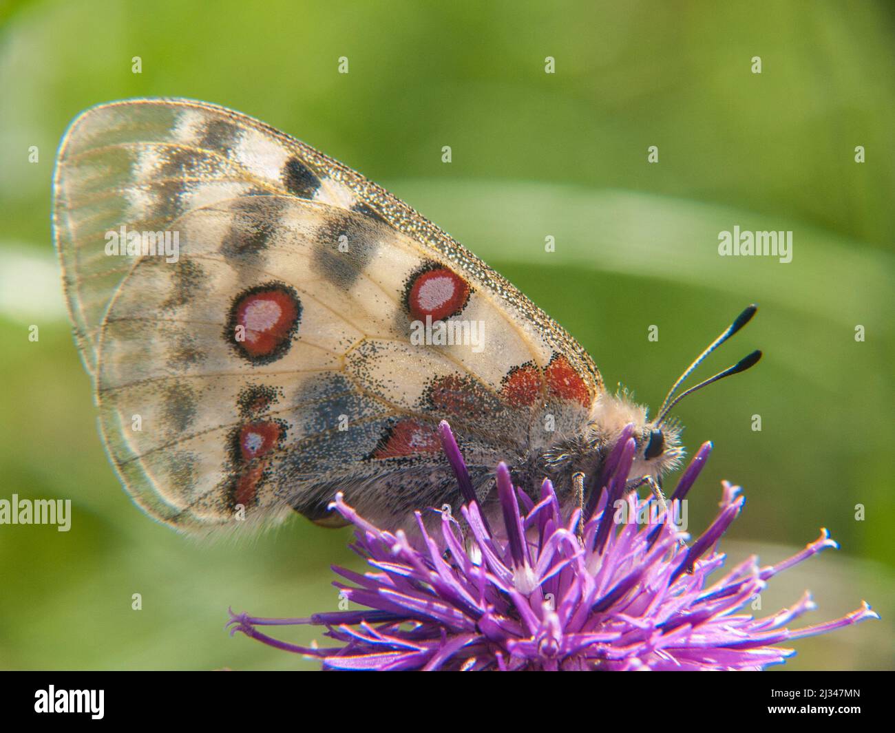 A shallow focus closeup shot of the Apollo or mountain Apollo, a ...